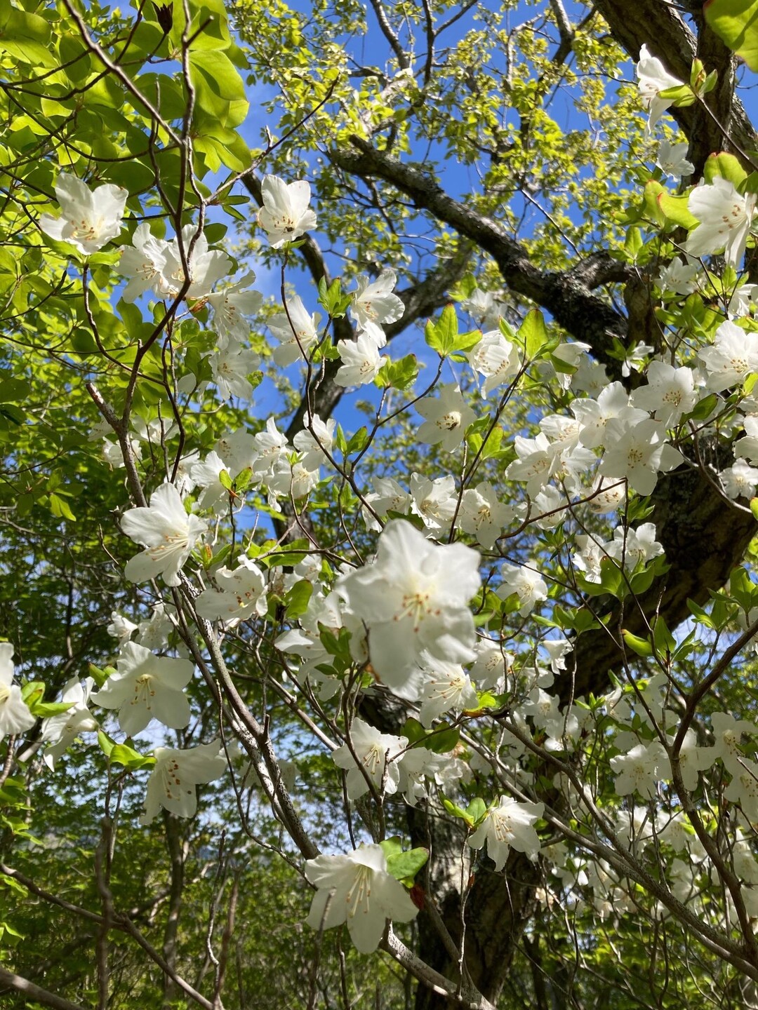 男体山・女体山 / GA GAさんの二ッ箭山・三森山・猫鳴山の活動データ | YAMAP / ヤマップ