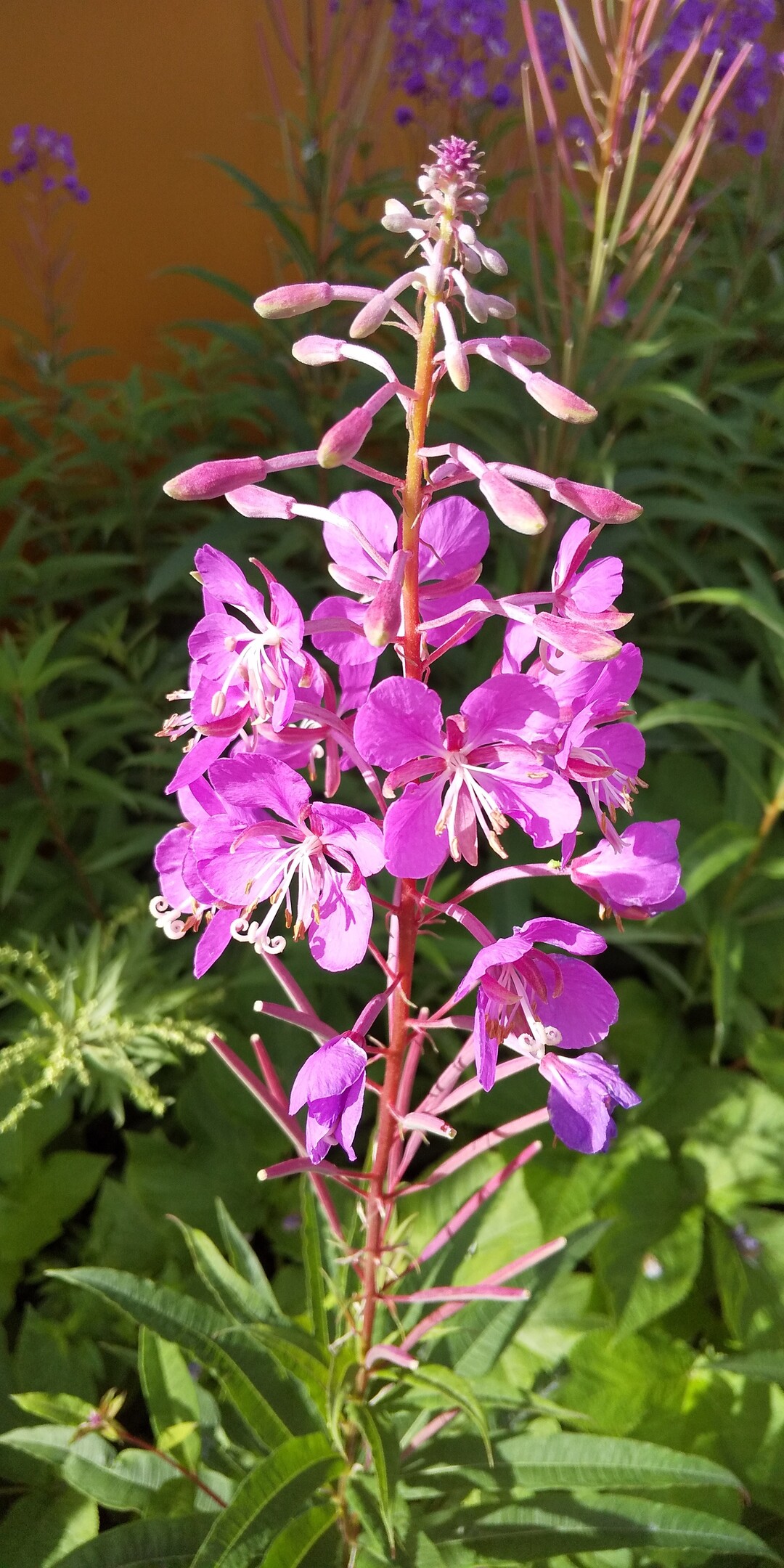 2022.08.11(木) 13:17 / あおいさんのモーメント | YAMAP / ヤマップ