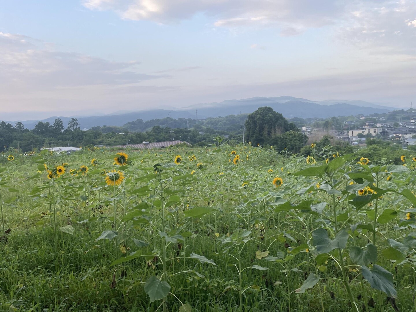 神楽尾グルグル練 / tec （taka）さんの泉山・井水山・黒沢山の活動日記 | YAMAP / ヤマップ