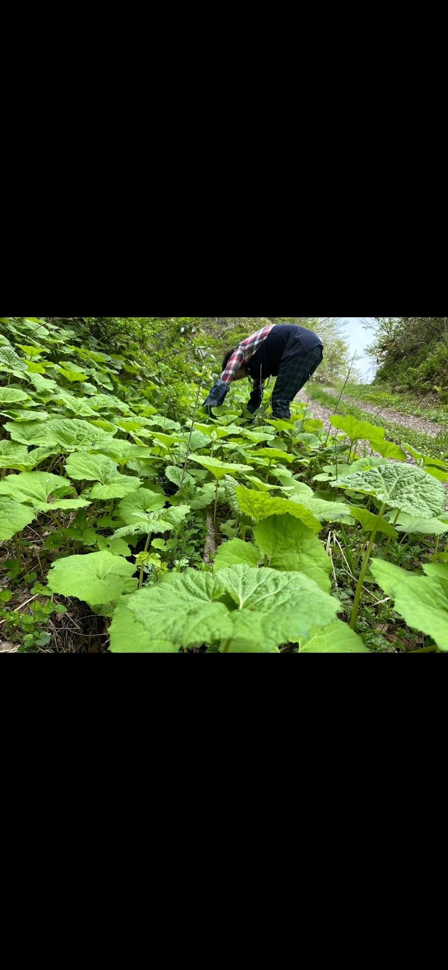 今年最後の山菜採り / ischanさんのウォーキングの活動データ | YAMAP / ヤマップ