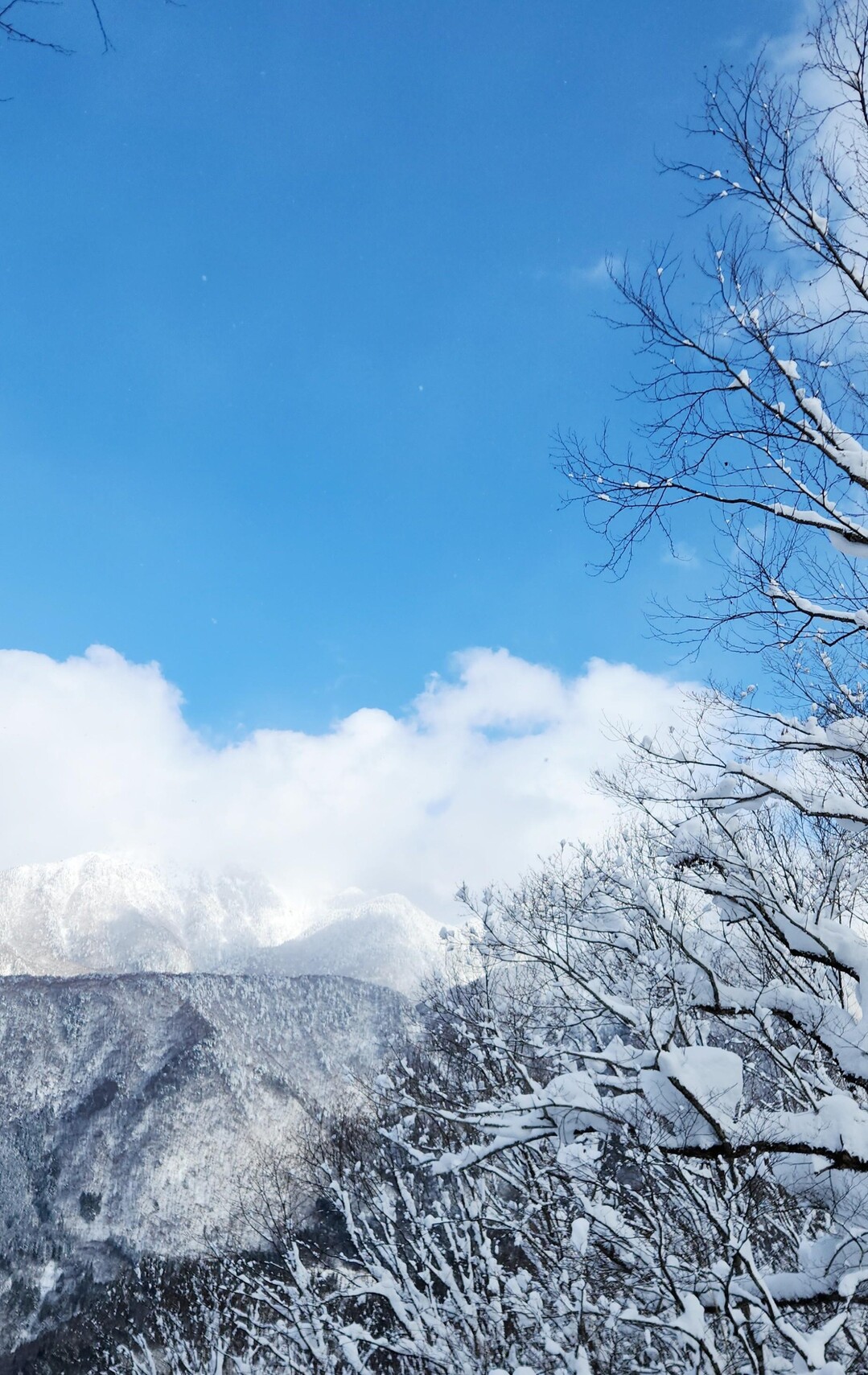 山頂は遠かった…雪深い福地山 ⛄ -2025-02-09 / chieさんの福地山の活動データ | YAMAP / ヤマップ