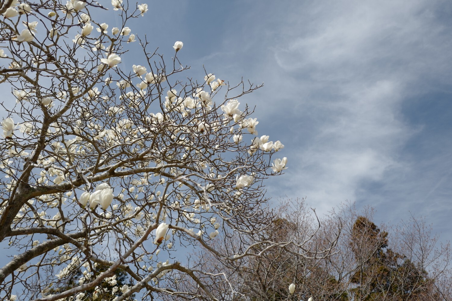 摩耶山(上野道)2021-03-27 / rrrmさんの六甲山・長峰山・摩耶山の活動データ | YAMAP / ヤマップ