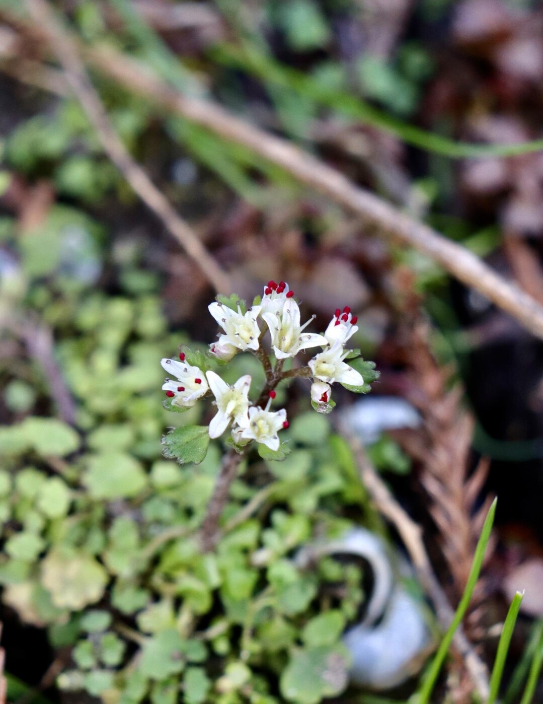 3/3 🎎 昨日は入道ヶ岳に登ってる方... / hideさんのモーメント | YAMAP / ヤマップ