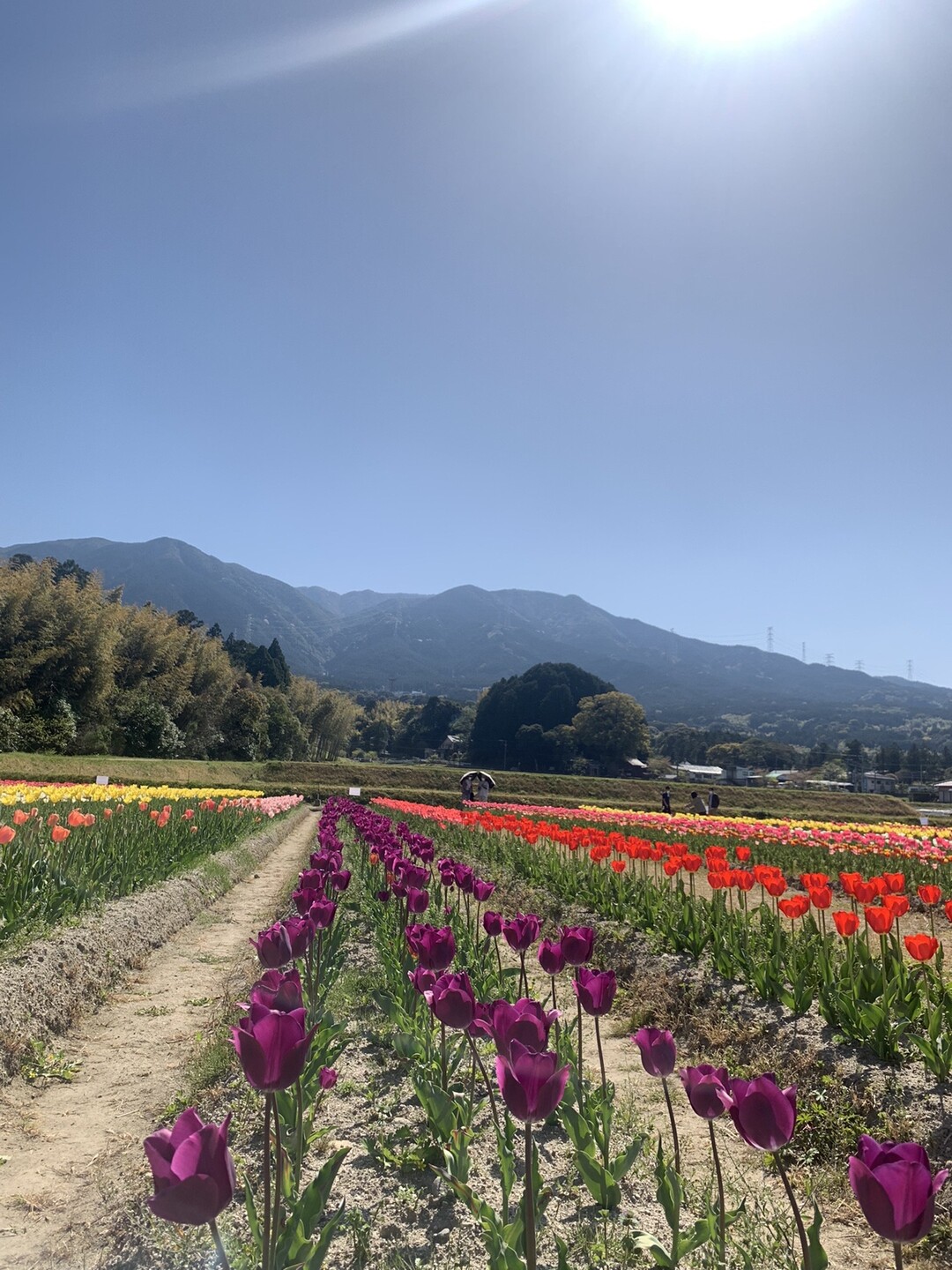 福岡方面行った帰りに、筥崎宮とチューリッ... / kayoさんのモーメント | YAMAP / ヤマップ