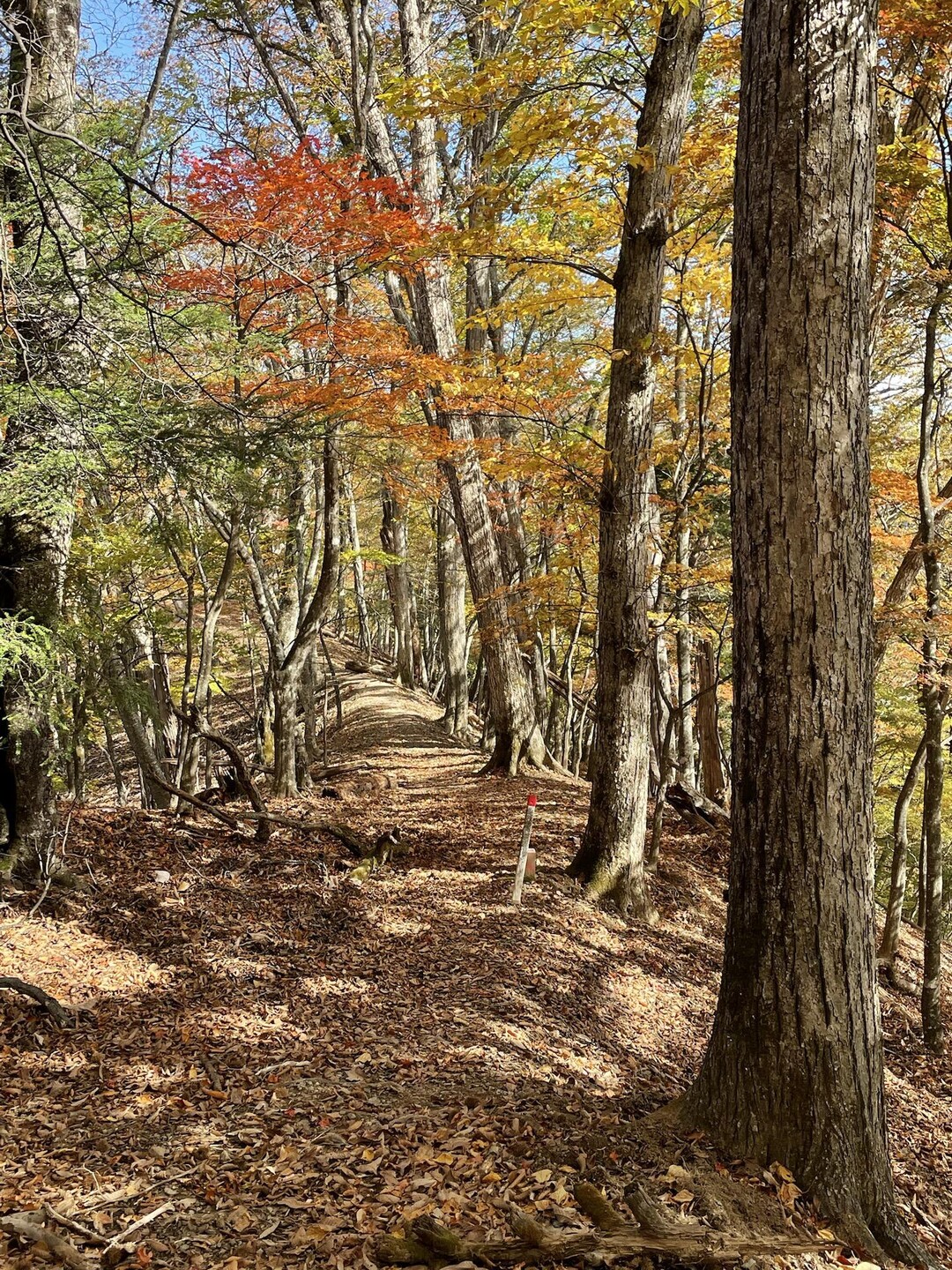 大菩薩嶺〜牛ノ寝通り〜鶴峠のはずだった / KTさんの大菩薩嶺・鶏冠山・大マテイ山の活動データ | YAMAP / ヤマップ