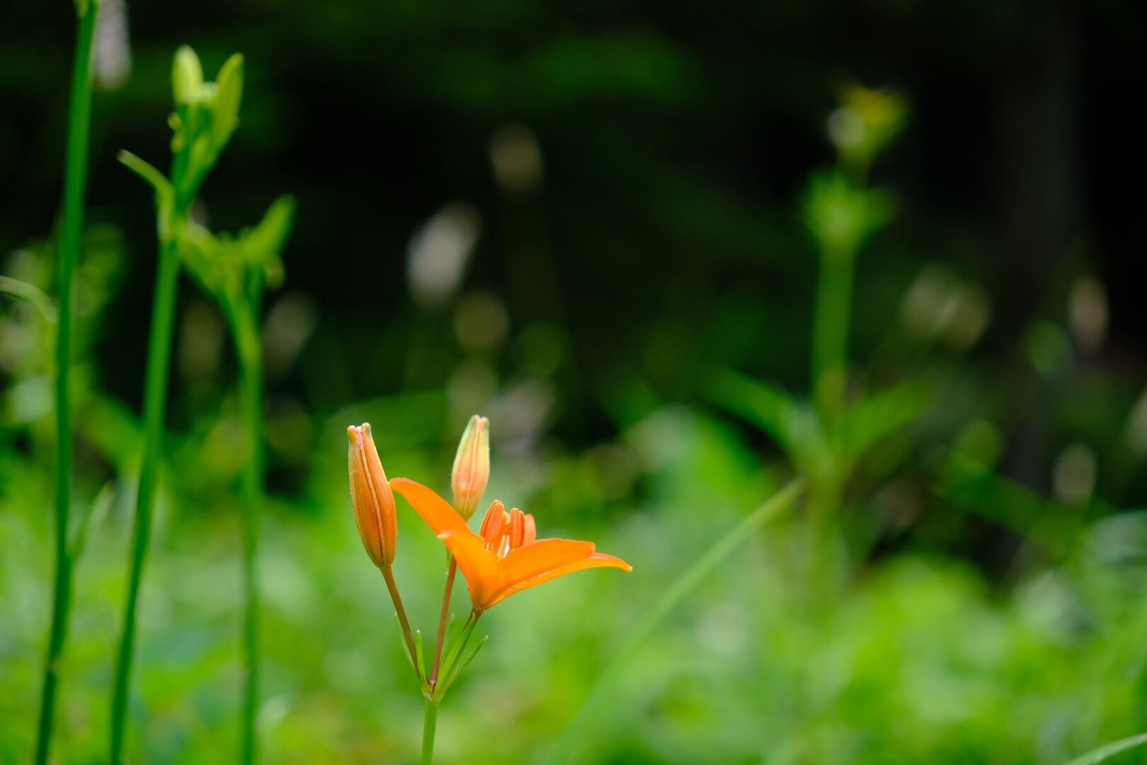 スター・リリィ(star lily) ... / スローライフさんのモーメント | YAMAP / ヤマップ