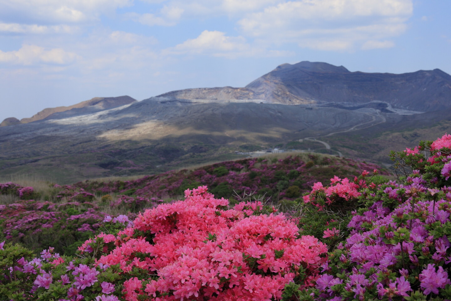烏帽子岳のミヤマキリシマくじゅうに負けてない⁈ / miippさんの阿蘇山・高岳・根子岳の活動日記 | YAMAP / ヤマップ