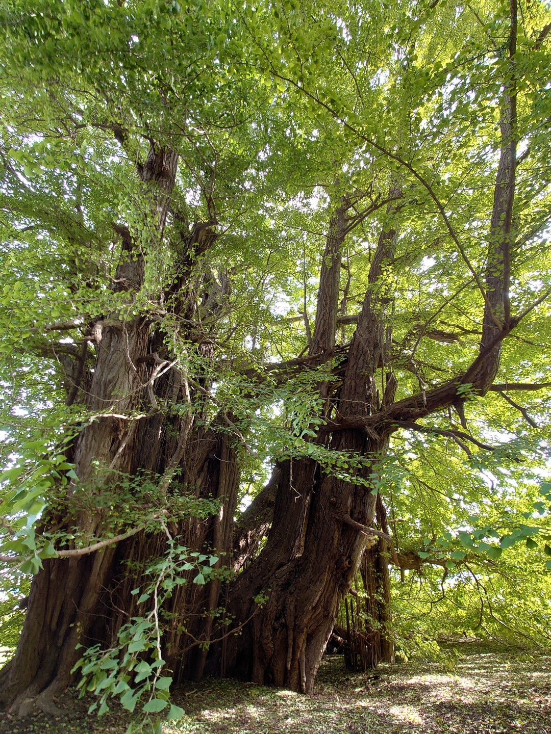 日本一の大イチョウ🌳 青森県深浦町に... / miyaさんのモーメント | YAMAP / ヤマップ