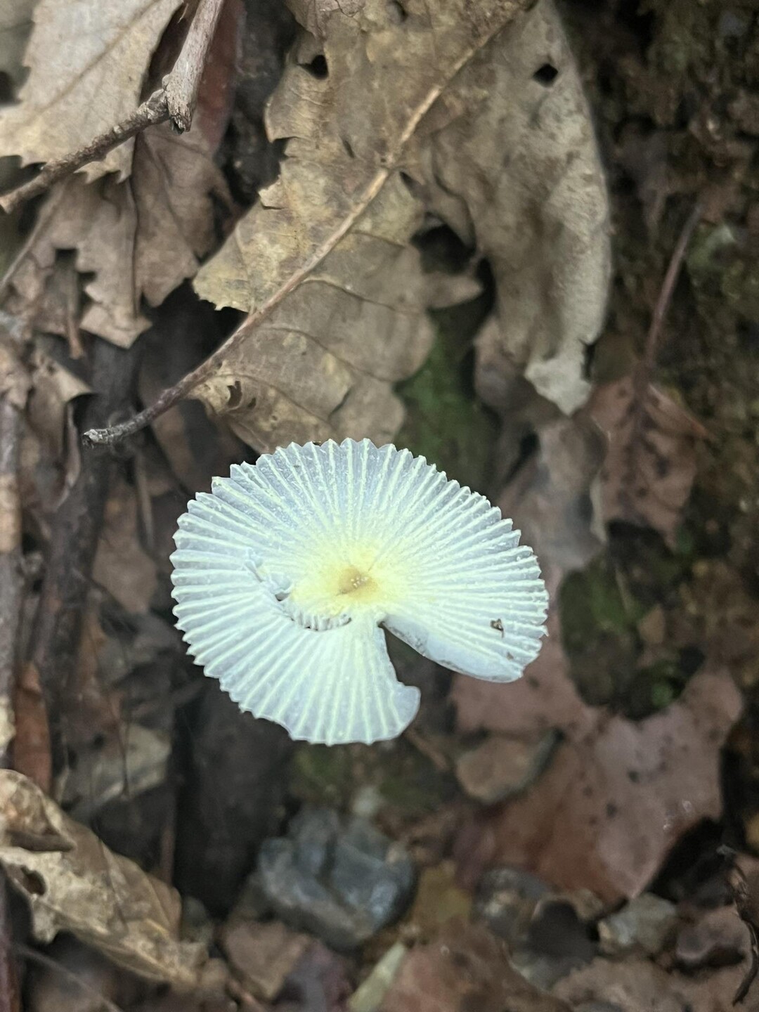 キツネノハナガサ / kimiさんのウォーキングの活動データ | YAMAP / ヤマップ