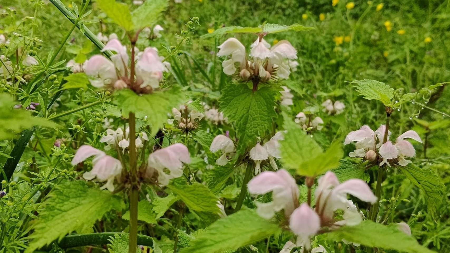 🎵 雨上がり踊子草に雨の粒 悟空220... / kyoyamaさんのモーメント | YAMAP / ヤマップ
