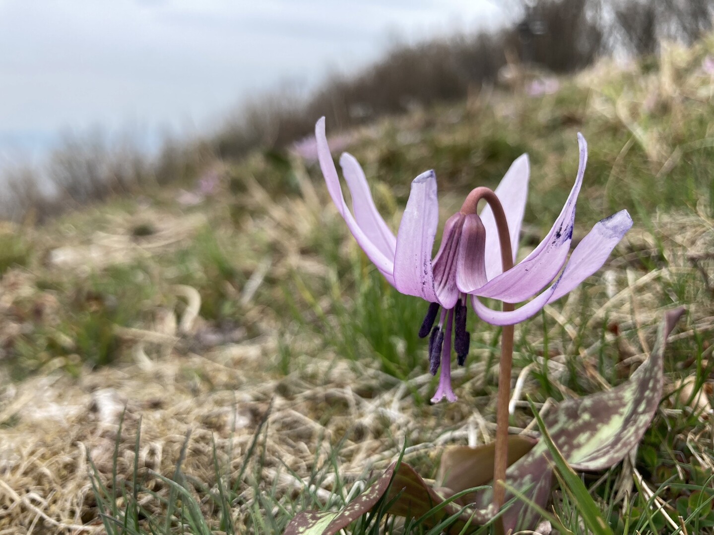 赤星山 / chieさんの赤星山・豊受山の活動データ | YAMAP / ヤマップ