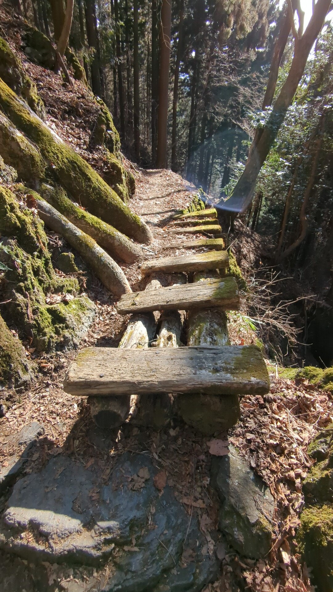 pitoring_さんの投稿したフィールドメモ | YAMAP / ヤマップ