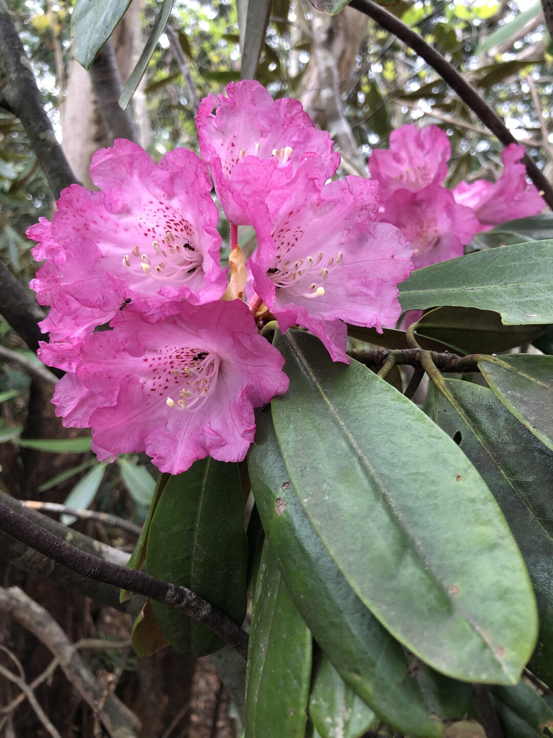 貝月山 / victorioさんの貝月山の活動データ | YAMAP / ヤマップ