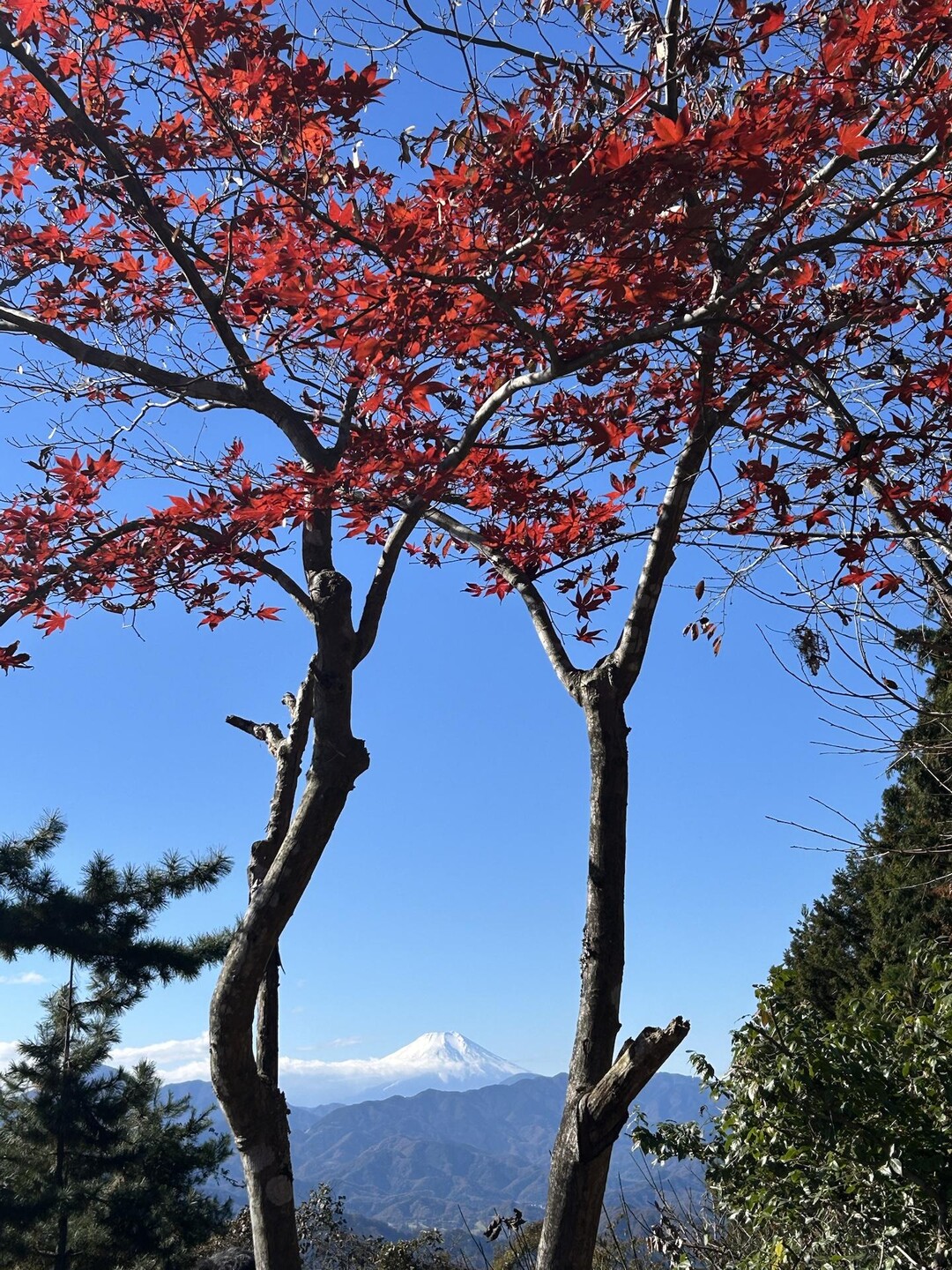 今日の高尾 紅葉🍁満喫 相模湖へ下山 ... / K Satomiさんのモーメント | YAMAP / ヤマップ