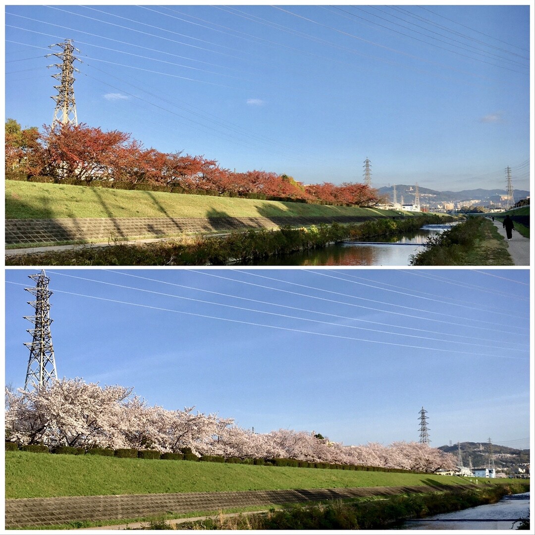 5:23朝ジョグ すっかり、朝が明るく、... / ミカン de mikanさんのモーメント | YAMAP / ヤマップ