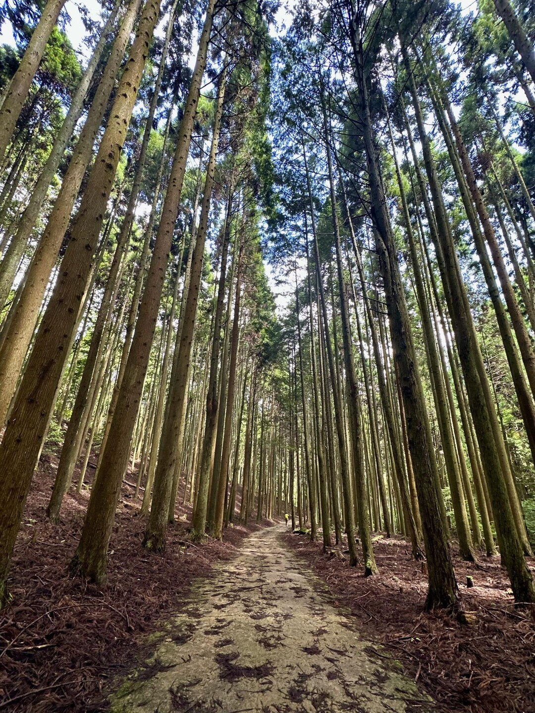 深山・舩谷山 ぐるっと一周(^^) / Gekkoさんの深山・掃雲峰の活動データ | YAMAP / ヤマップ