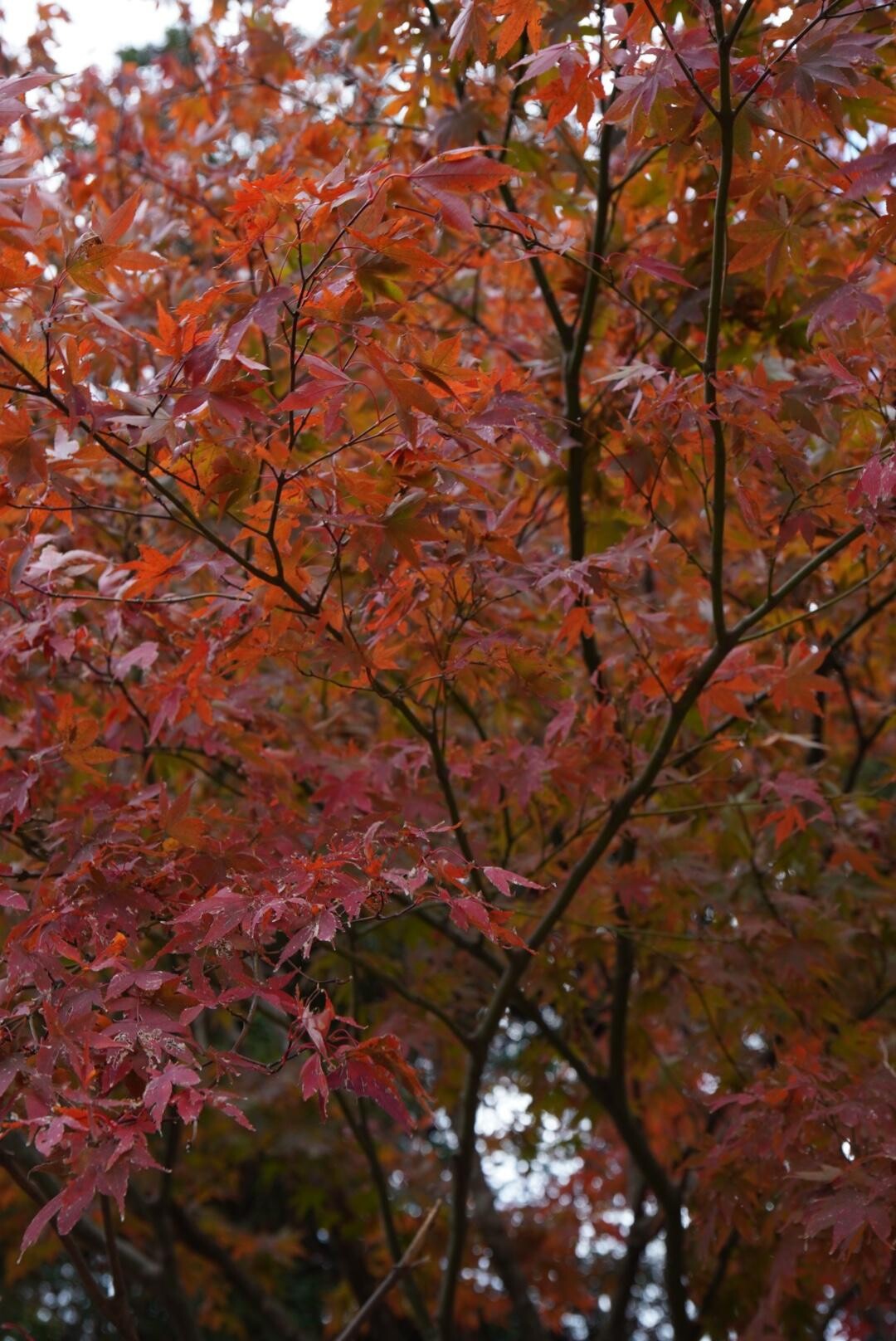 奥天拝・天拝山 / SiN.chanさんの天拝山・基山の活動データ | YAMAP / ヤマップ