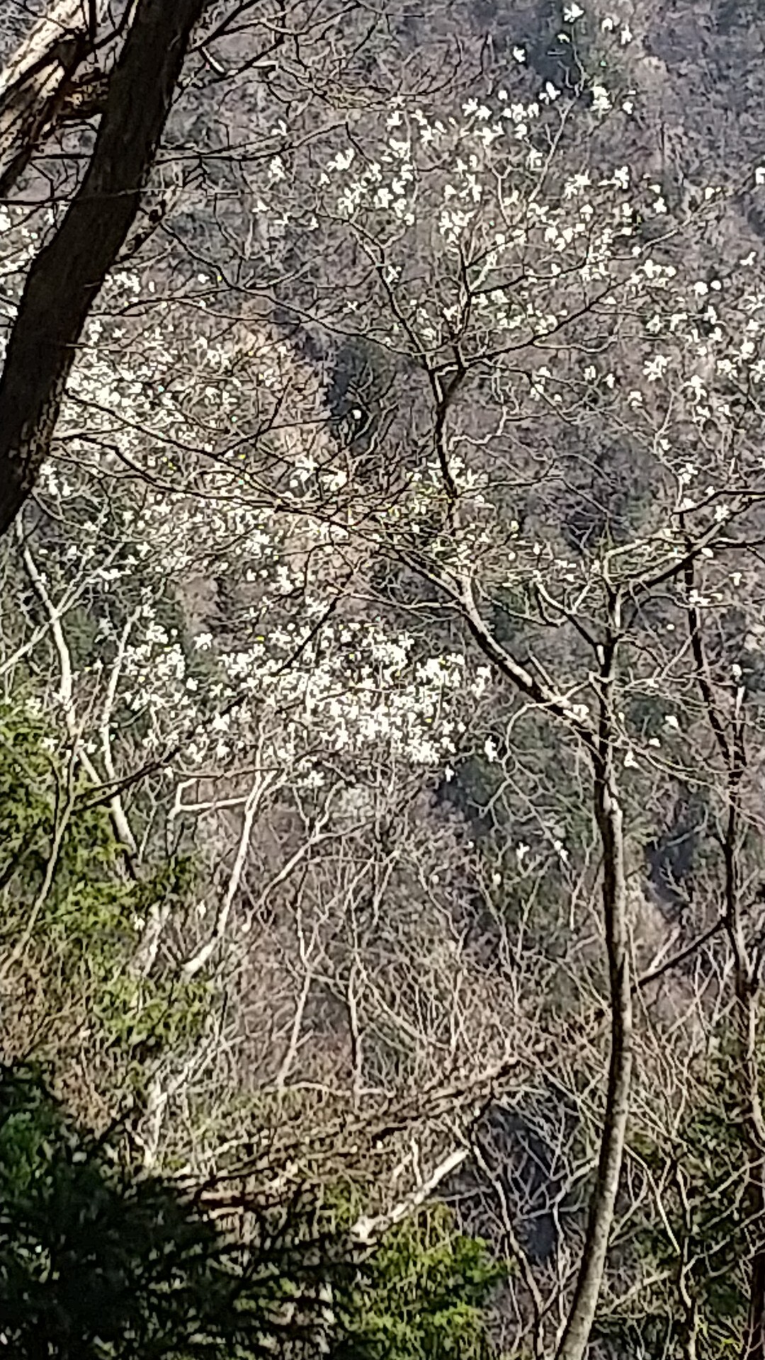 ShinjiHさんの投稿したフィールドメモ | YAMAP / ヤマップ