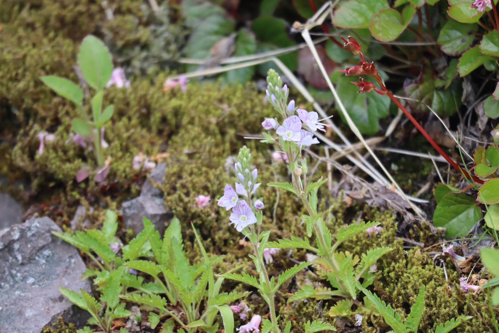 伯耆大山（弥山） / kenjiさんの大山・甲ヶ山・野田ヶ山の活動データ | YAMAP / ヤマップ