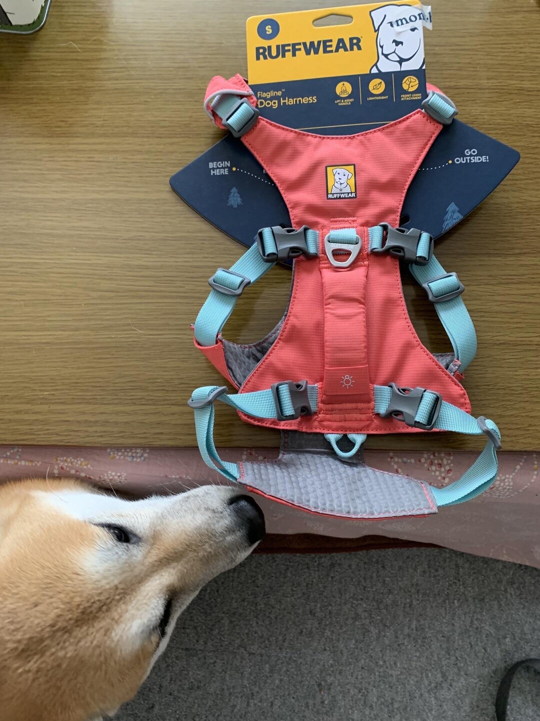 今日は、予約していた🐕はなのハーネスを... / HANAパパさんのモーメント | YAMAP / ヤマップ