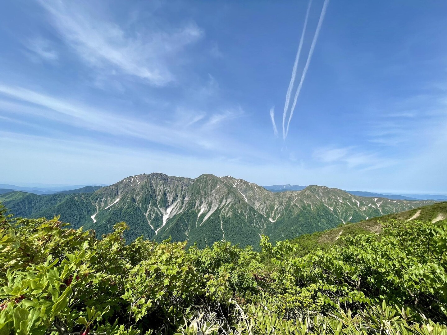白毛門〜朝日岳 ホソバヒナウスユキソウ / zumiさんの朝日岳の活動日記 | YAMAP / ヤマップ