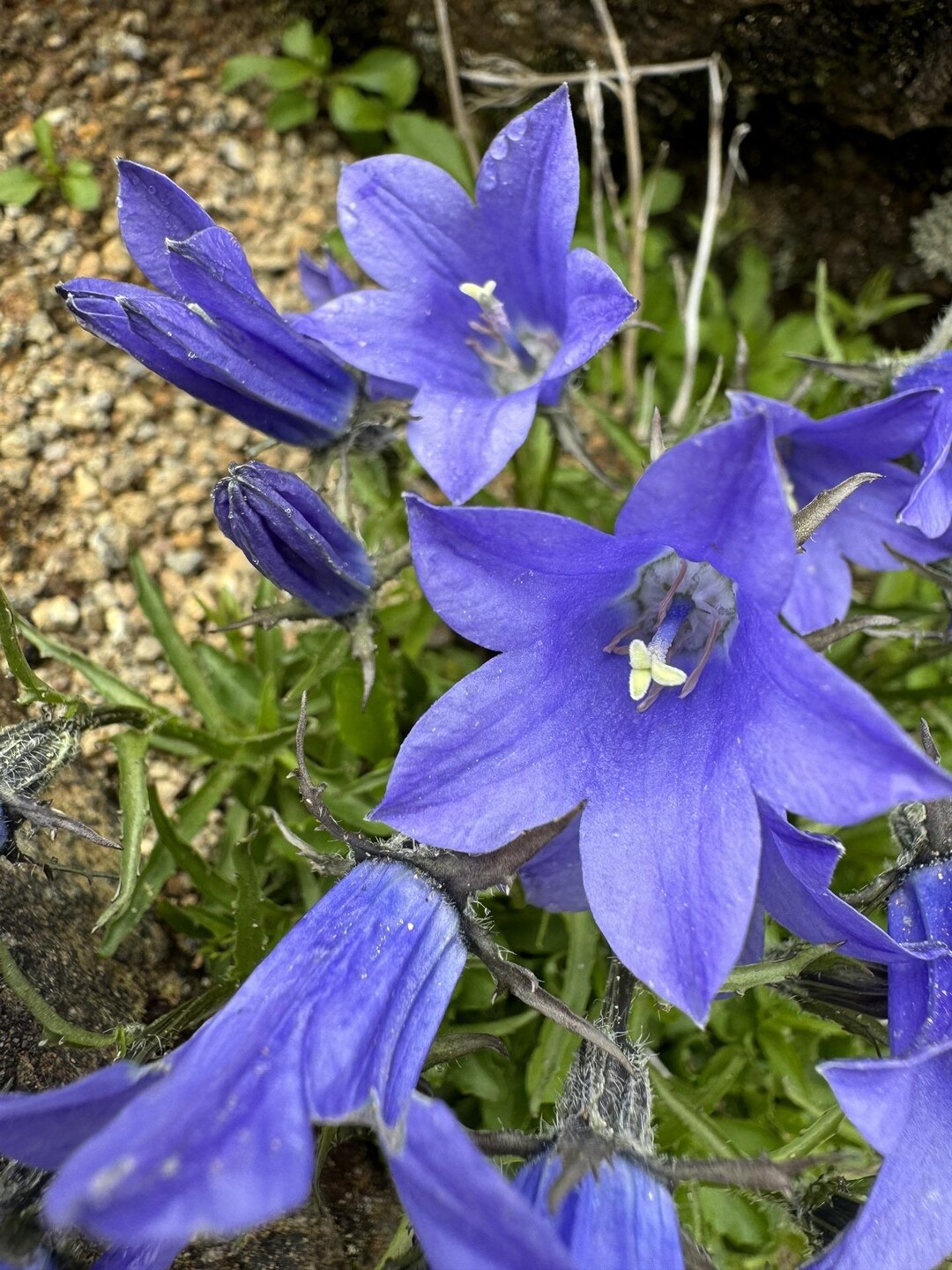 白山のお花たち⑤💙💜🖤🧡 / mizu*kaさんのモーメント | YAMAP / ヤマップ