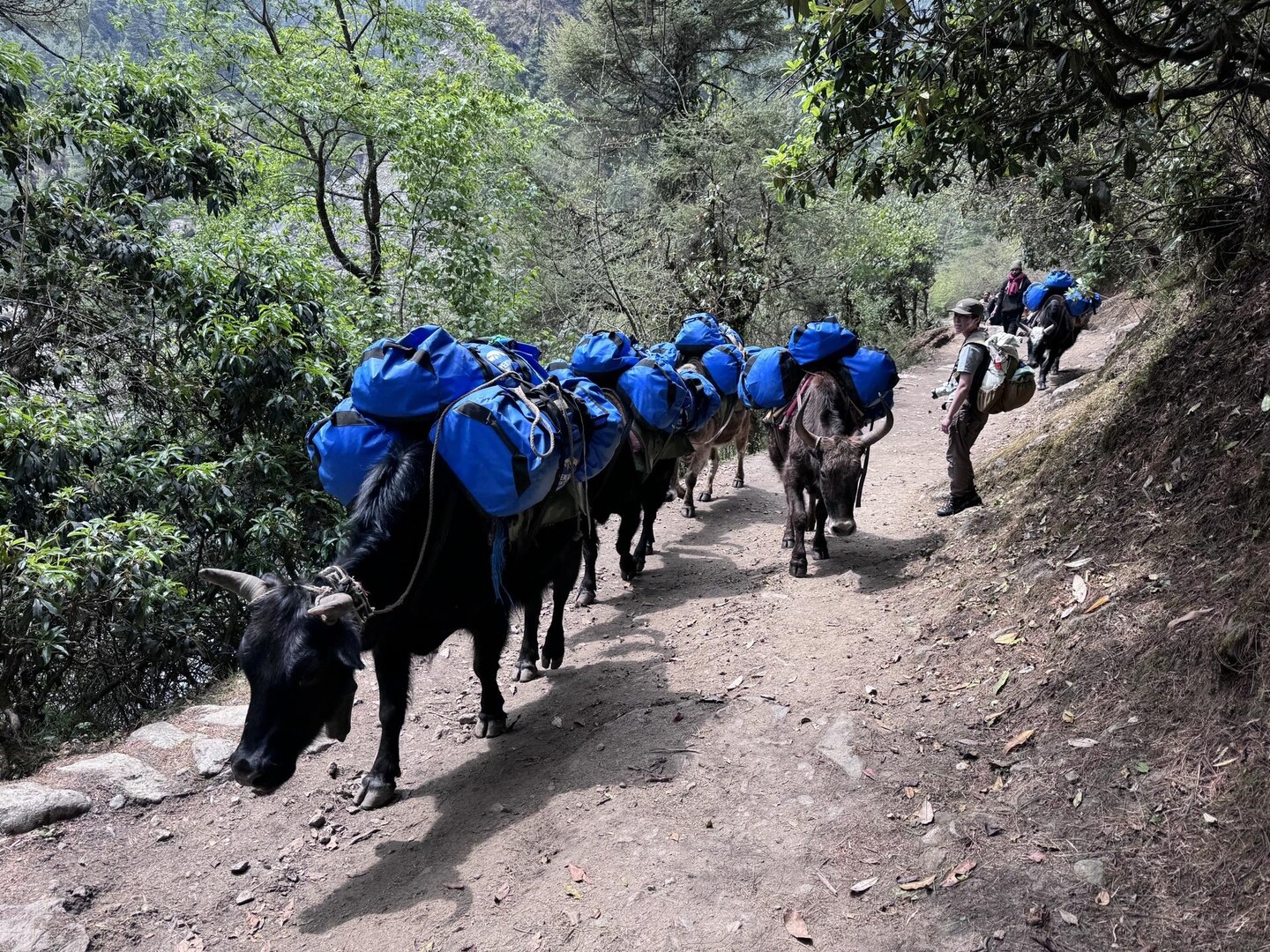 エベレスト街道① 〜ルクラからパクディン〜 / oiyoさんのエベレストベースキャンプ その1の活動データ | YAMAP / ヤマップ