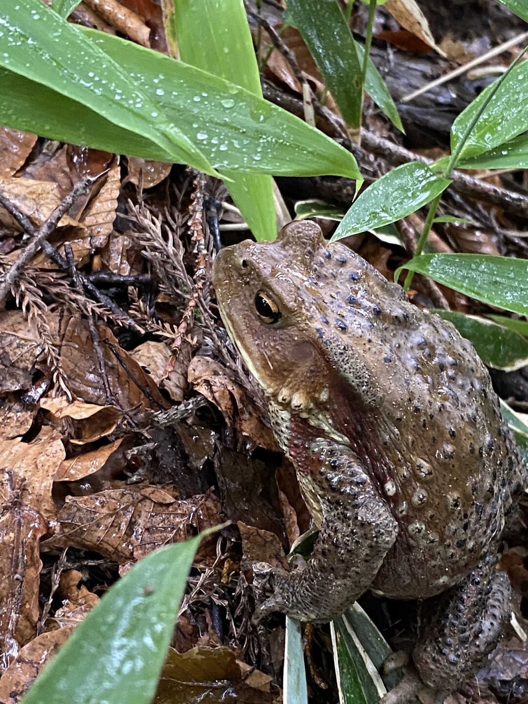 金剛山 ⤴️モミジ谷⤵️寺谷⤴️ババ谷⤵️ダイトレ / ぽぽっちさんの金剛山・二上山・大和葛城山の活動日記 | YAMAP / ヤマップ