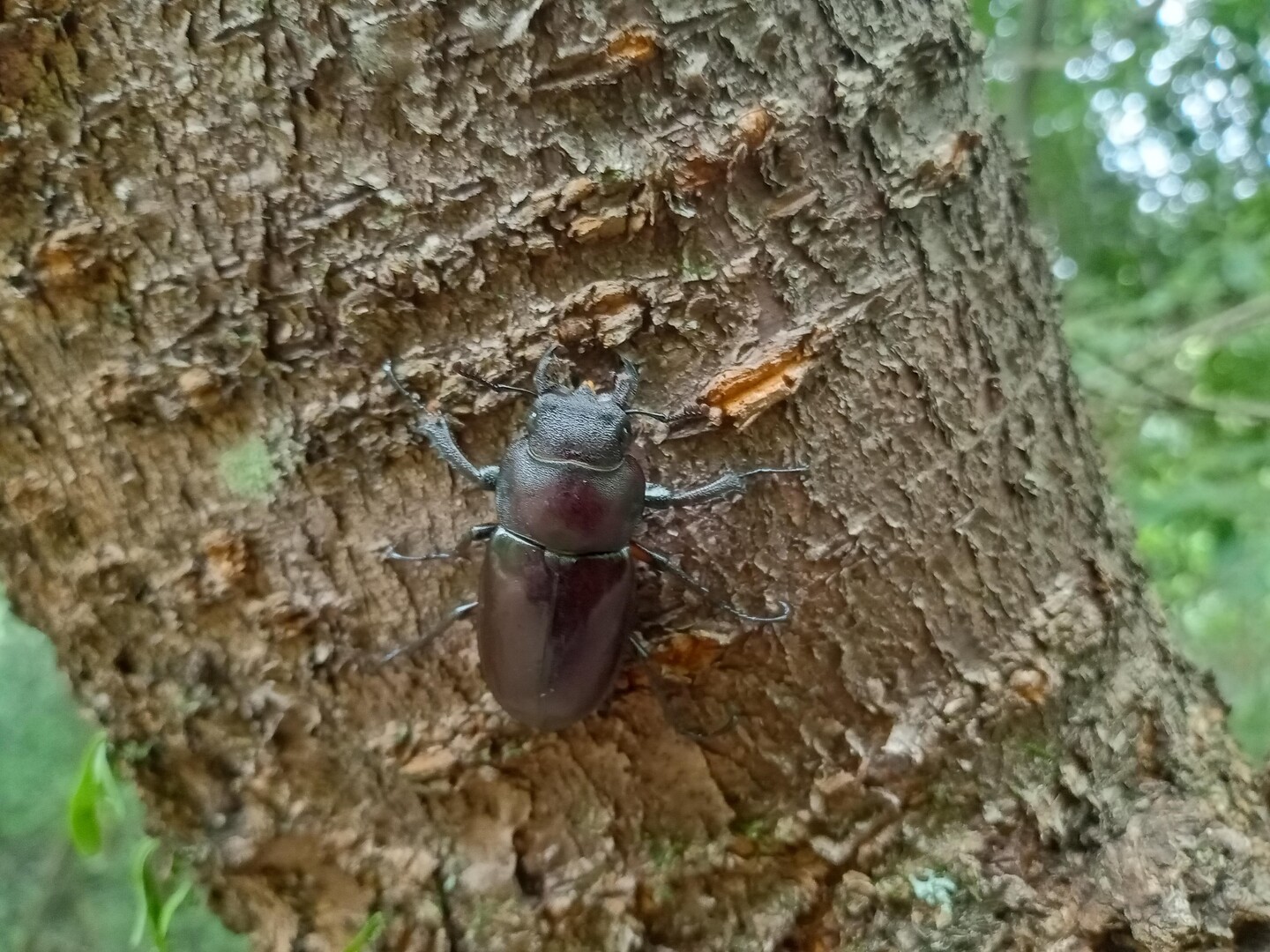 お百々でトレ🚶 / Homanさんの百々ヶ峰・源太峰の活動データ | YAMAP / ヤマップ