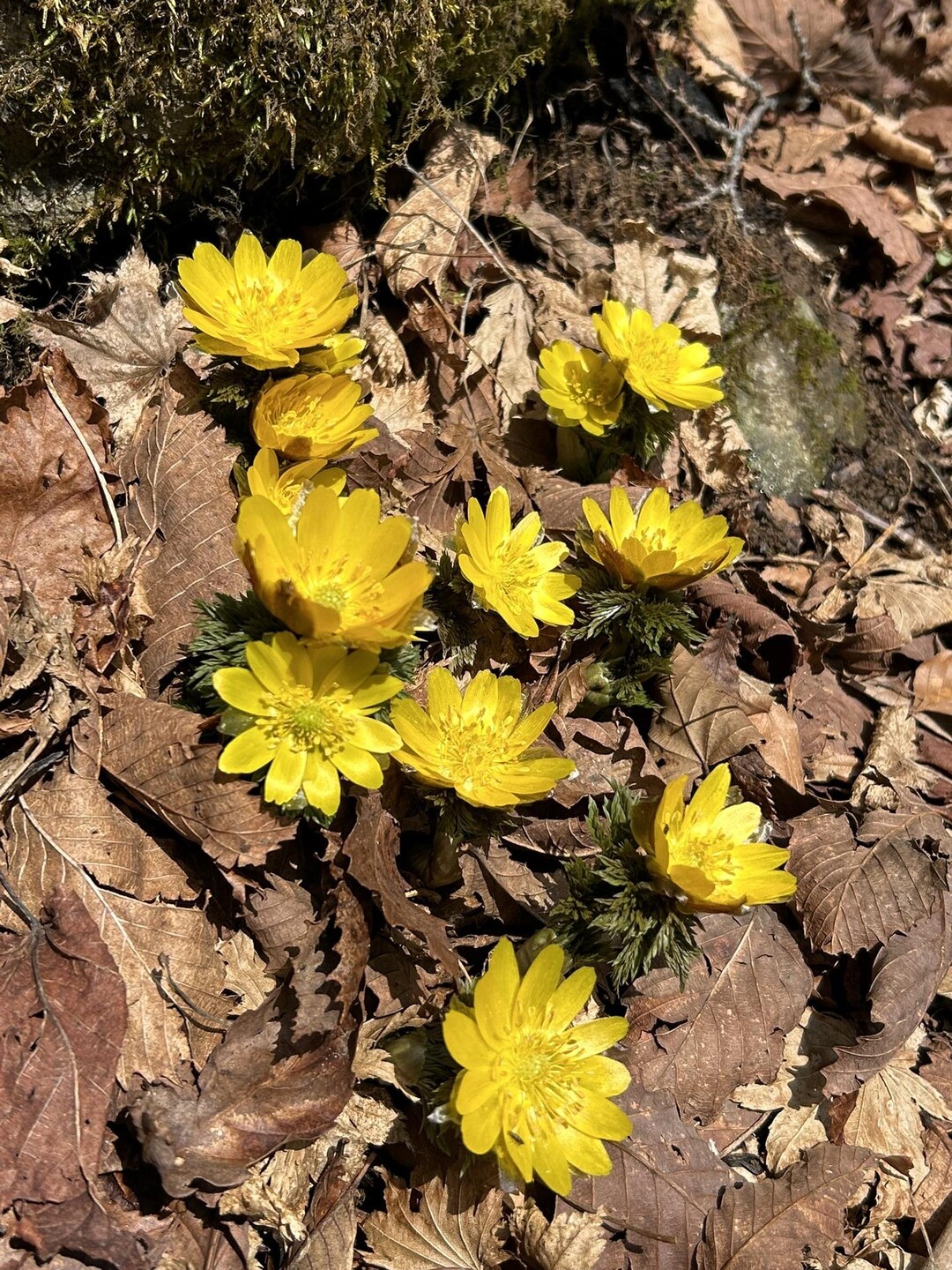 御池岳・鈴北岳・鈴ヶ岳 / midorinさんの天狗堂の活動データ | YAMAP / ヤマップ