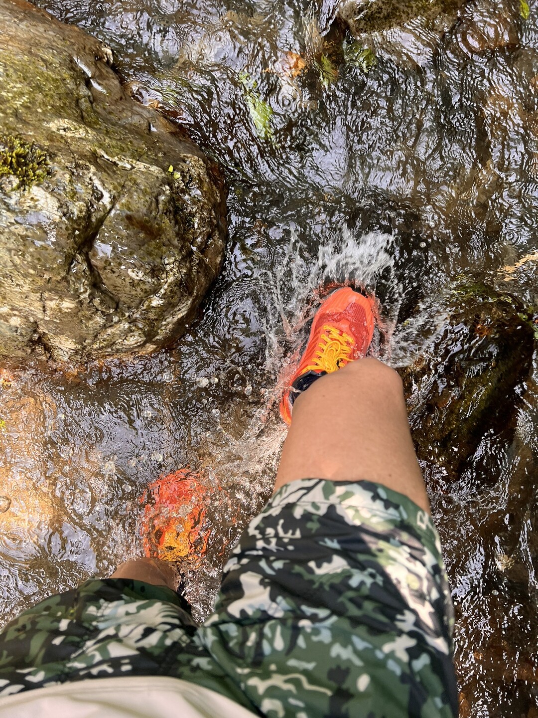 フェアリートレイル（40km）雲洞谷山・白倉岳・鷹ヶ峰-2022-06-19 / とりっぴーさんの雲洞谷山・白倉岳・鷹ヶ峰の活動日記 | YAMAP / ヤマップ
