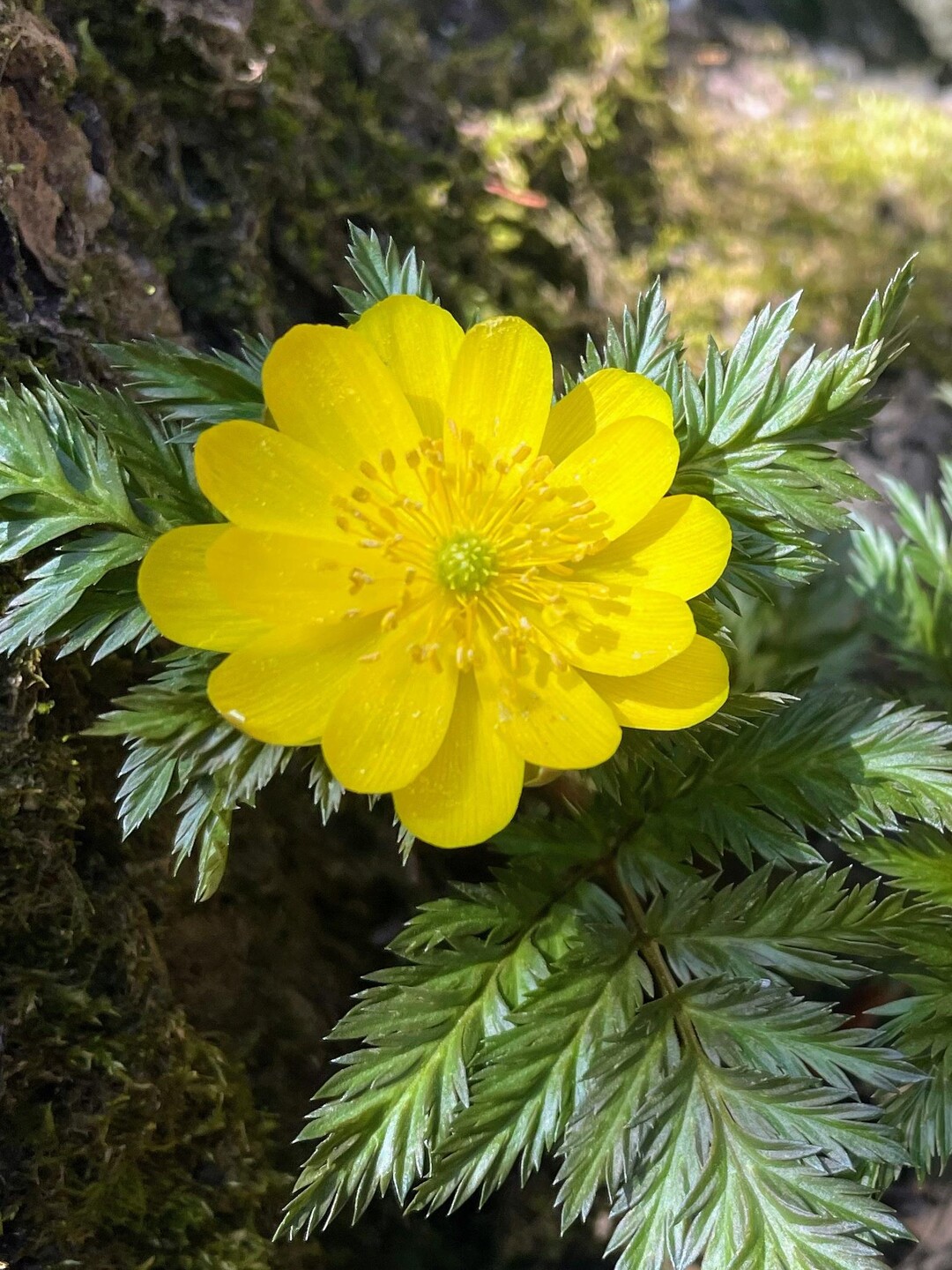 西寒峰・寒峰🌼 / maimさんの寒峰の活動日記 | YAMAP / ヤマップ