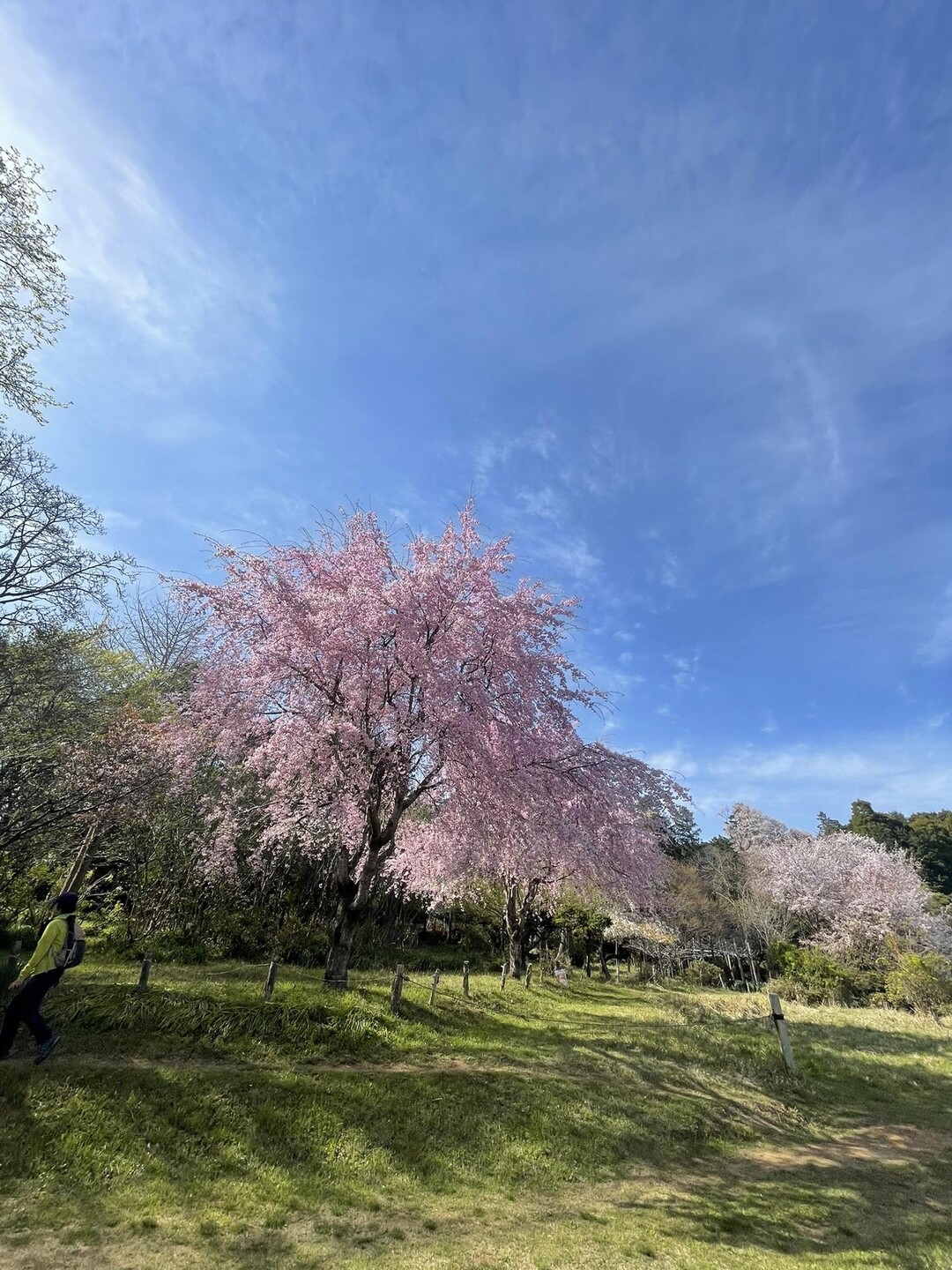 八徳の一本桜・ユガテ / yukodamaさんのFunTrails Round 飯能50K/8Kの活動データ | YAMAP / ヤマップ