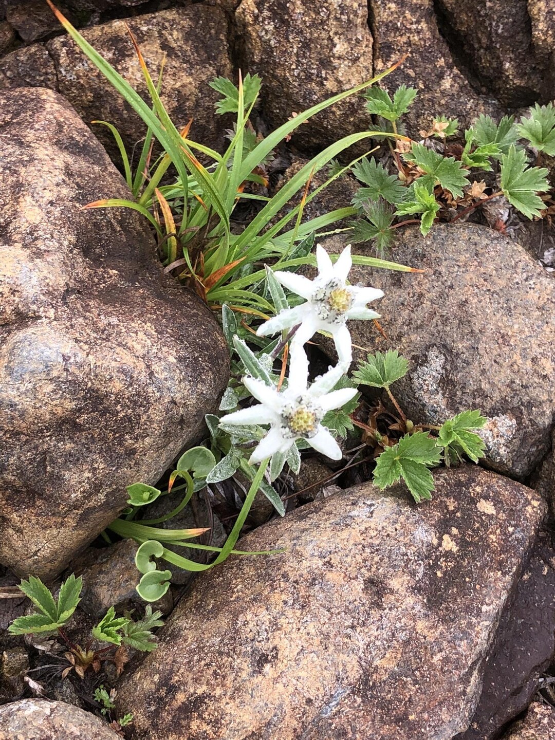 早池峰山 / umi chanさんの早池峰山・薬師岳・鶏頭山の活動データ | YAMAP / ヤマップ