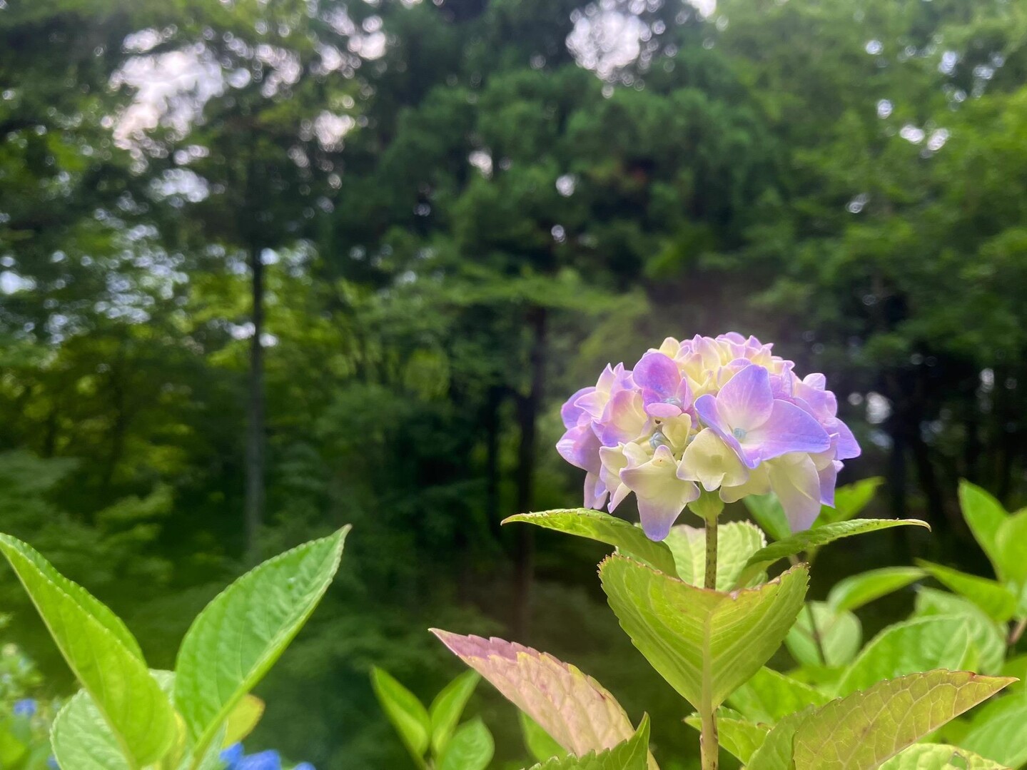 護摩ピス🏃‍♂️ ︎護摩堂山 / Naluさんの菩提寺山・高立山・護摩堂山の活動データ | YAMAP / ヤマップ