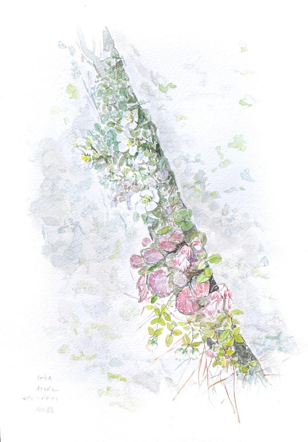 白山の印象が消えなくて… 岩の地衣類が... / watsonさんのモーメント | YAMAP / ヤマップ