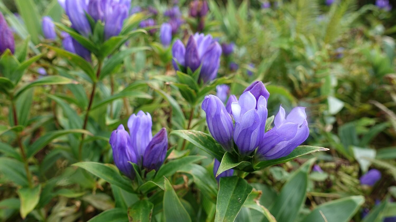 銀杏峯 極楽を求めて / watsonさんの銀杏峰・部子山の活動データ | YAMAP / ヤマップ