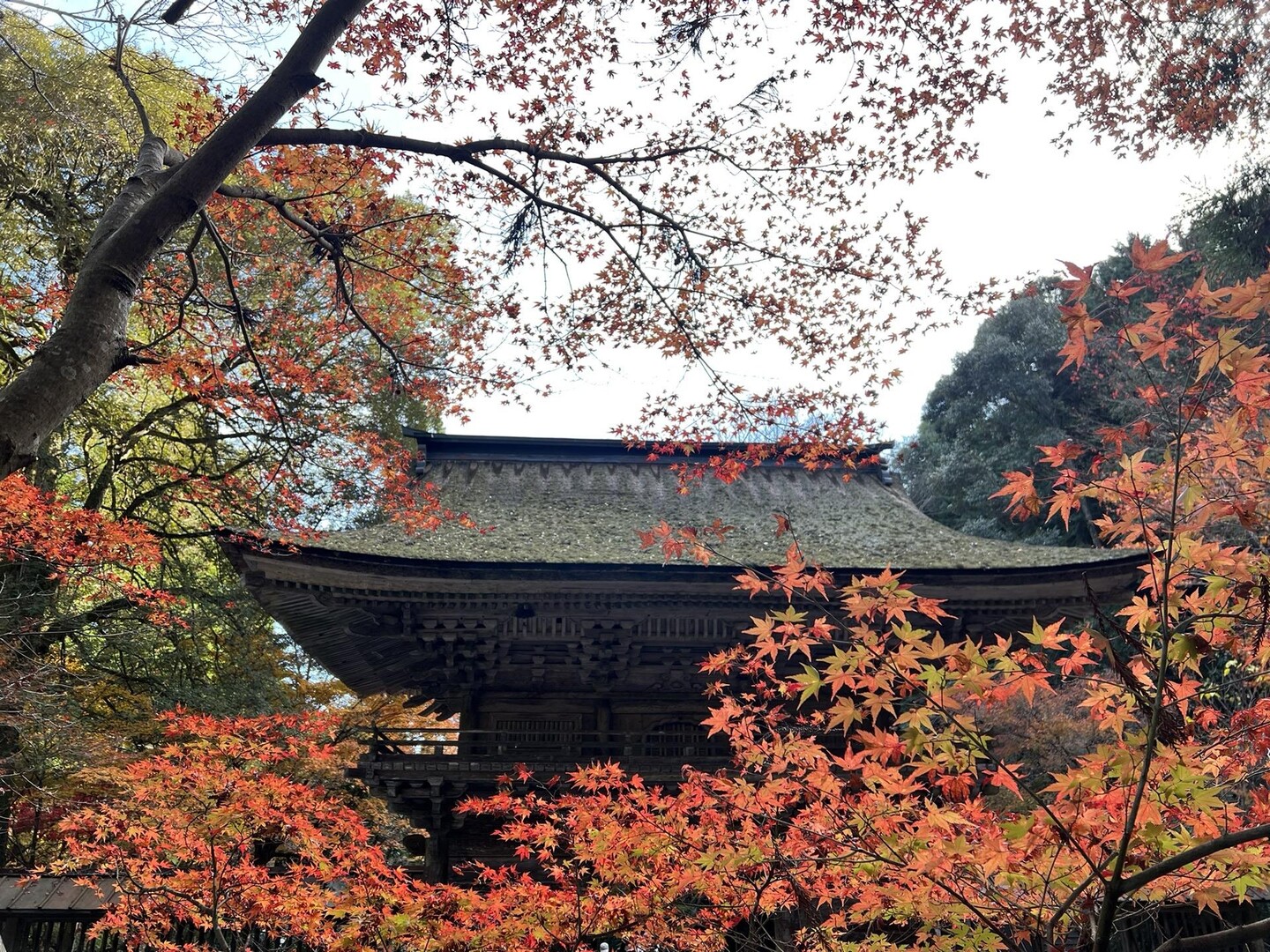 大矢田神社🍁〜誕生山 / yuccoさんの天王山・誕生山の活動データ | YAMAP / ヤマップ