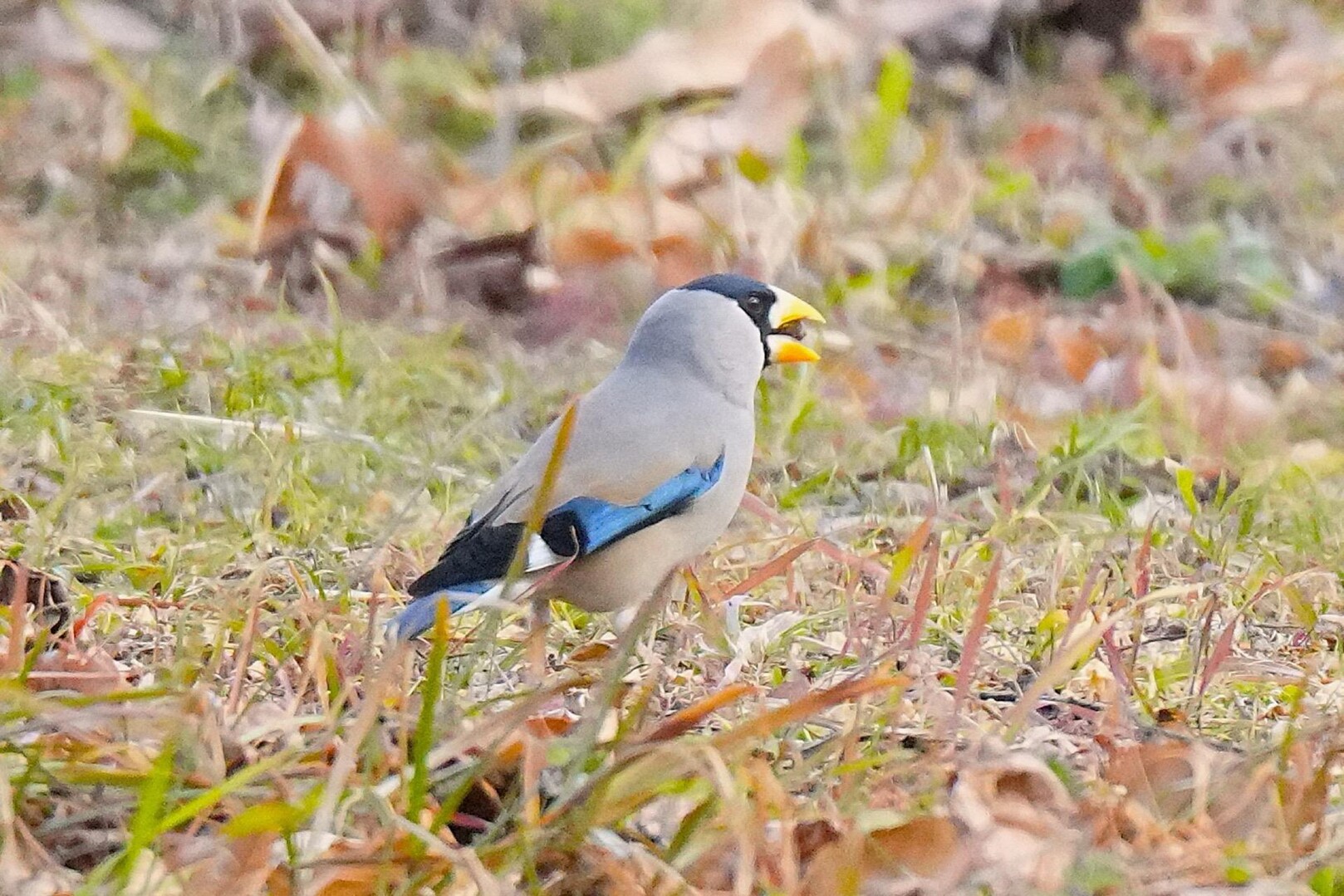 近所のお散歩で武田神社裏と緑ヶ丘で出会い... / uchidamaさんのモーメント | YAMAP / ヤマップ