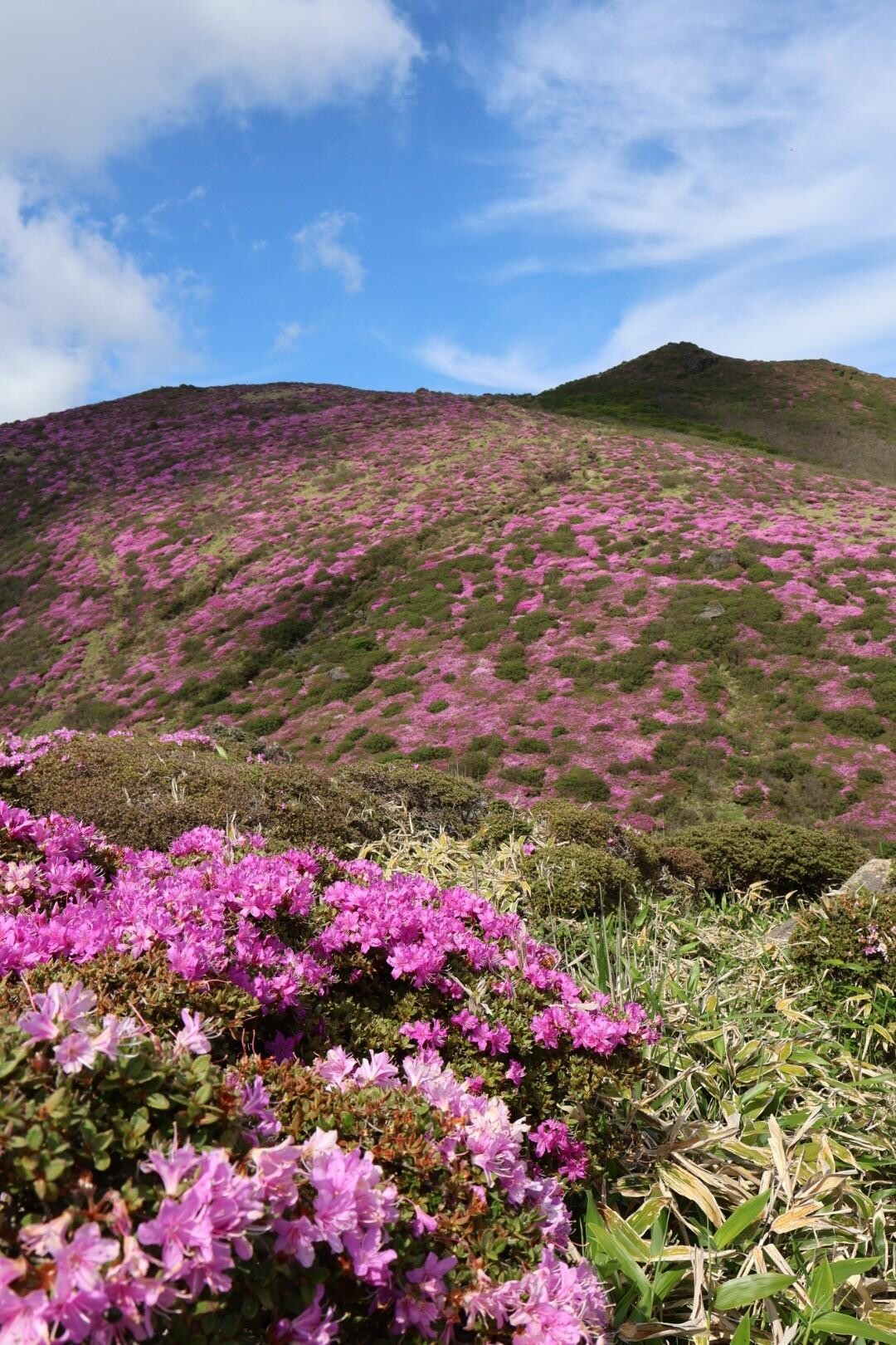三俣山 / otu Yさんの九重山（久住山）・大船山・星生山の活動データ | YAMAP / ヤマップ