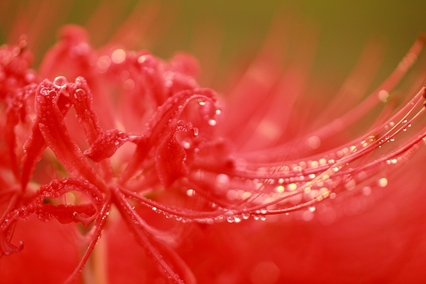 ご近所で彼岸花撮影 p📷qω•,,´)... / くちゃさんのモーメント | YAMAP / ヤマップ