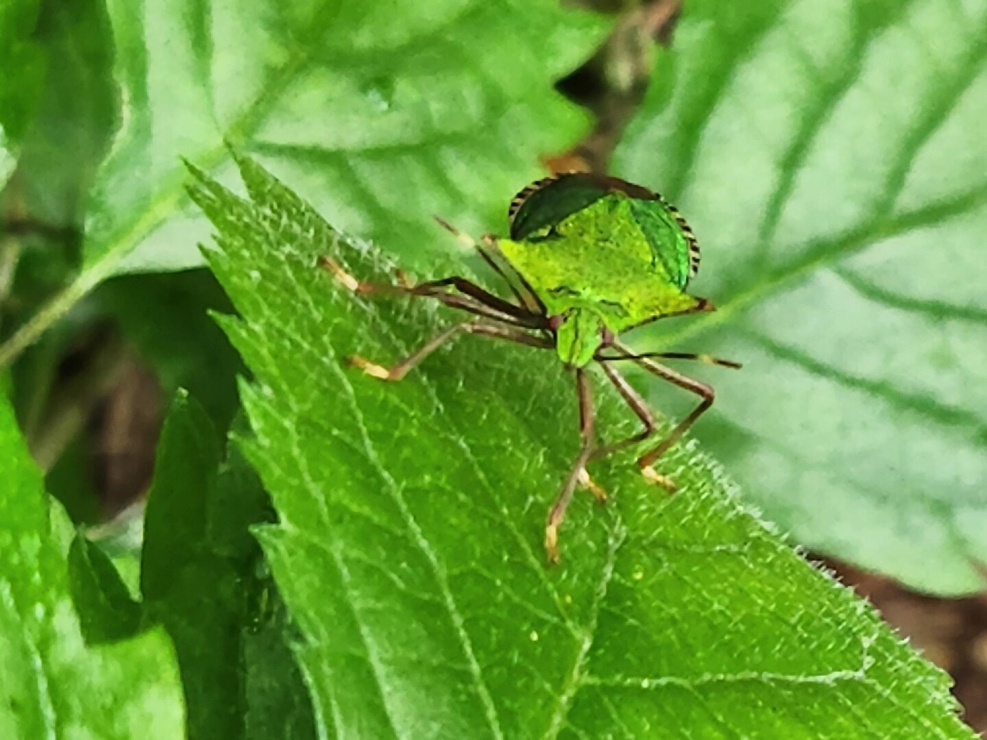 城山 / ヤブさんさんのKISO ONTAKE SLOW TRIPの活動データ | YAMAP / ヤマップ