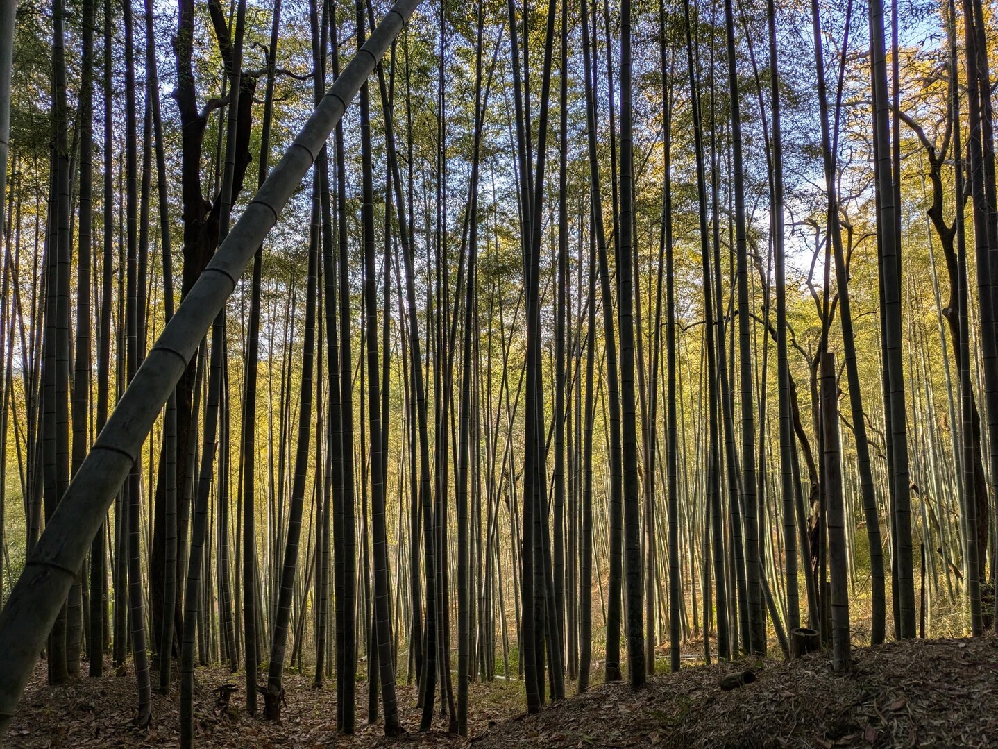 京都一周トレイル🎋東山コース 伏見・深草ルート（F35〜F1） / せんさんの京都一周トレイルの活動データ | YAMAP / ヤマップ