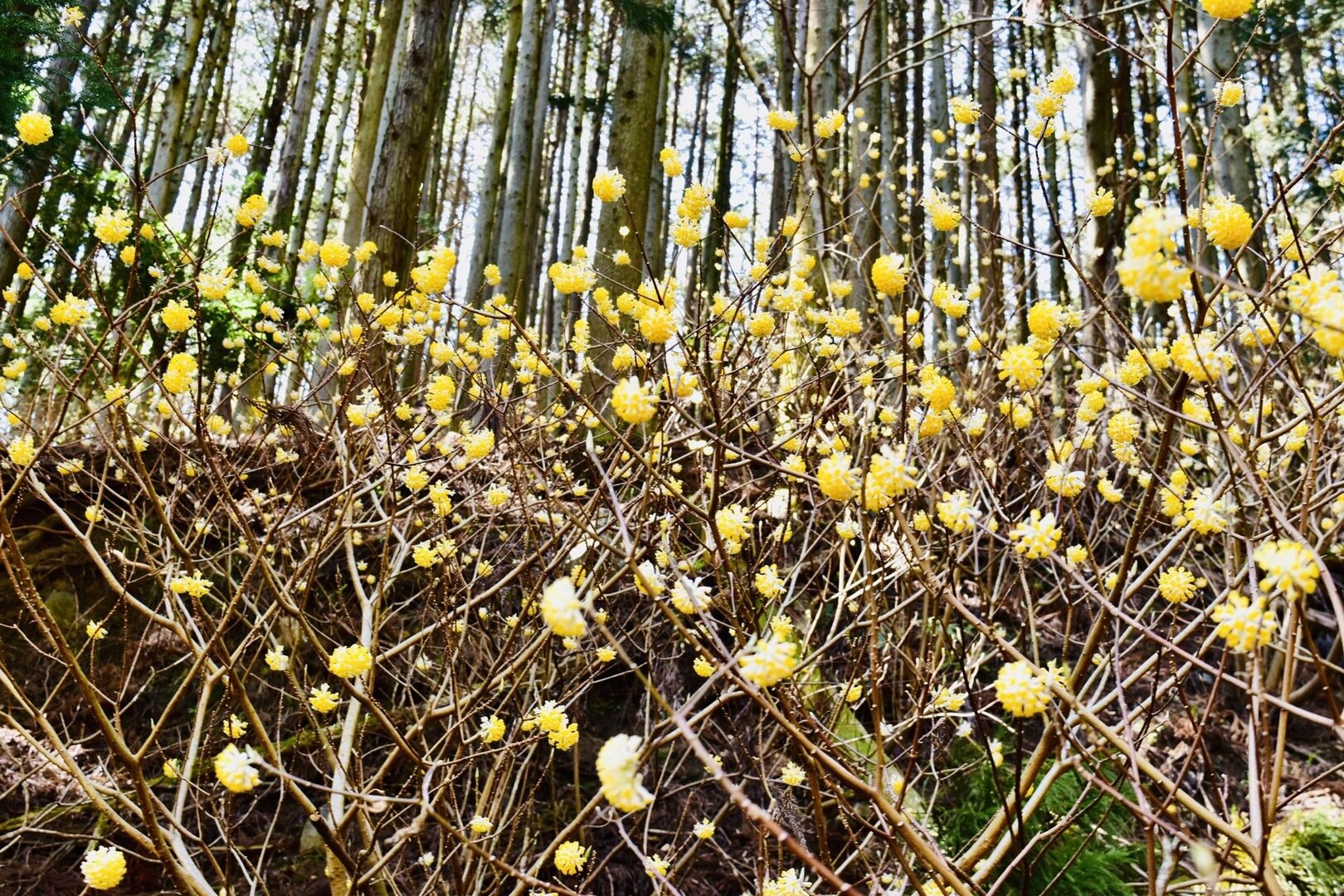 野登山・野登山（西峰） / mitsu32さんの入道ヶ岳・鎌ヶ岳・仙ヶ岳の活動データ | YAMAP / ヤマップ