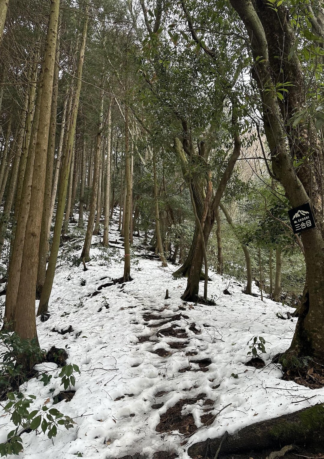 烏帽子岳（までたどり着けず🫣） / miさんの三国岳・烏帽子岳・ダイラの頭の活動データ | YAMAP / ヤマップ