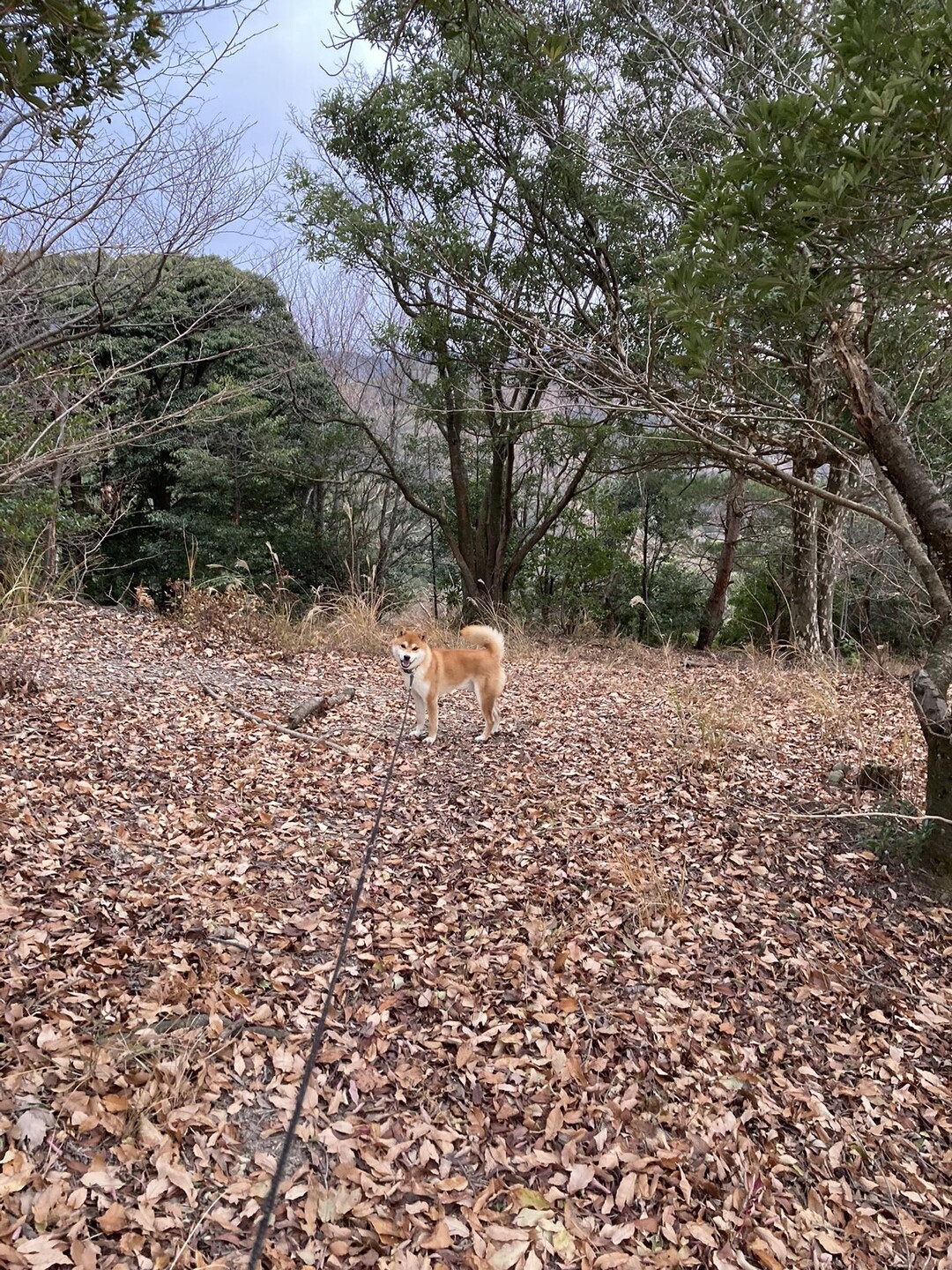 高文殊山 / HRKさんの四国遍路その18の活動データ | YAMAP / ヤマップ