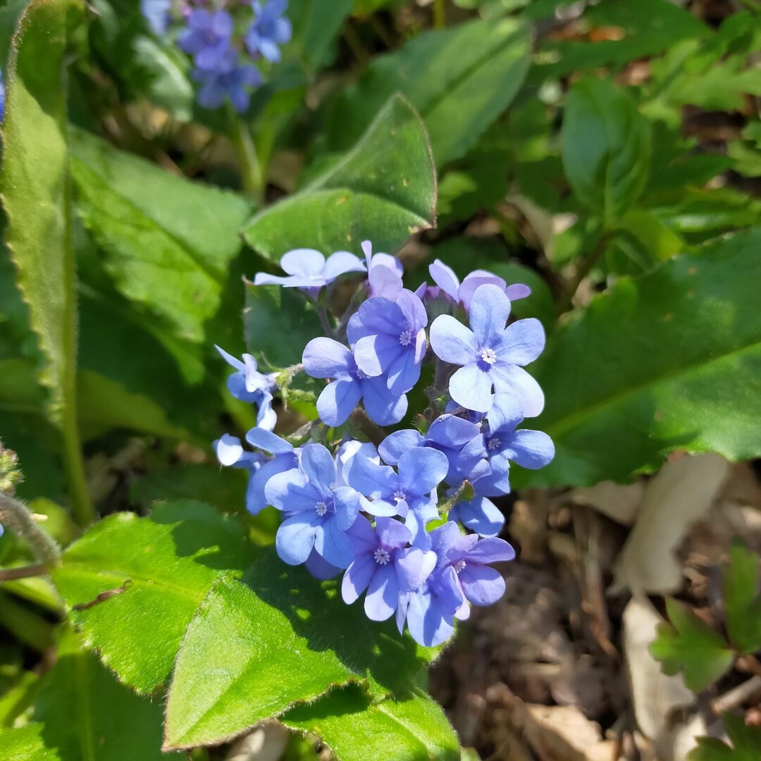 お花見ハイク2 / jtyhじじさんの高館山・荒倉山の活動データ | YAMAP / ヤマップ