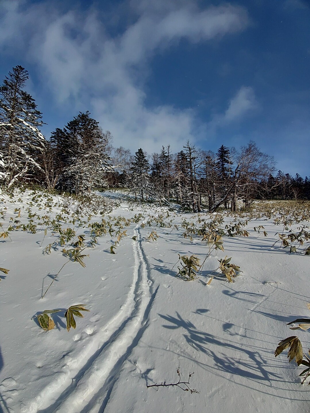 熊見山BC-2023-12-21 / sattoさんの熊見山の活動データ | YAMAP / ヤマップ