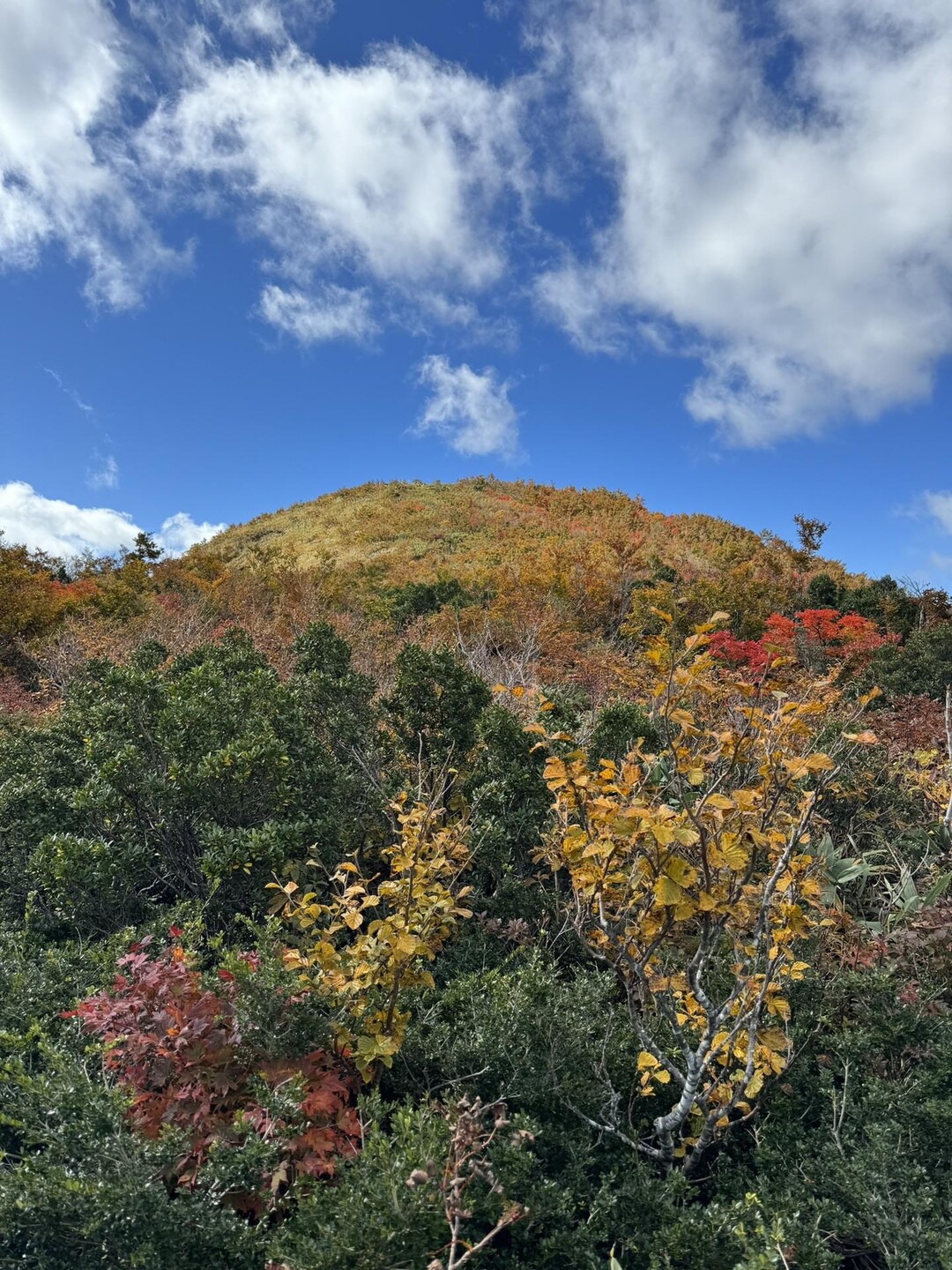 紅葉鮮やかな取立山へ、親子登山 / TARUMIさんの取立山の活動データ | YAMAP / ヤマップ