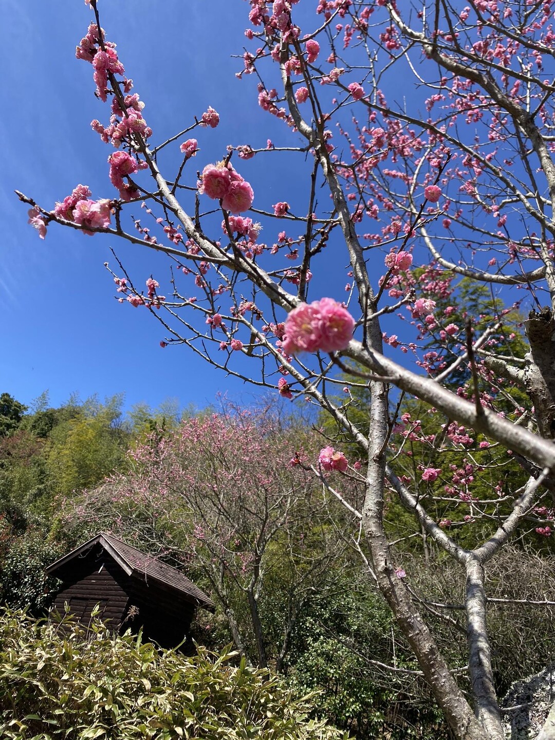 ウォーキング-2024-03-27 とっとり出会いの森 / hiro_geyo_sekaikanさんのウォーキングの活動データ | YAMAP / ヤマップ